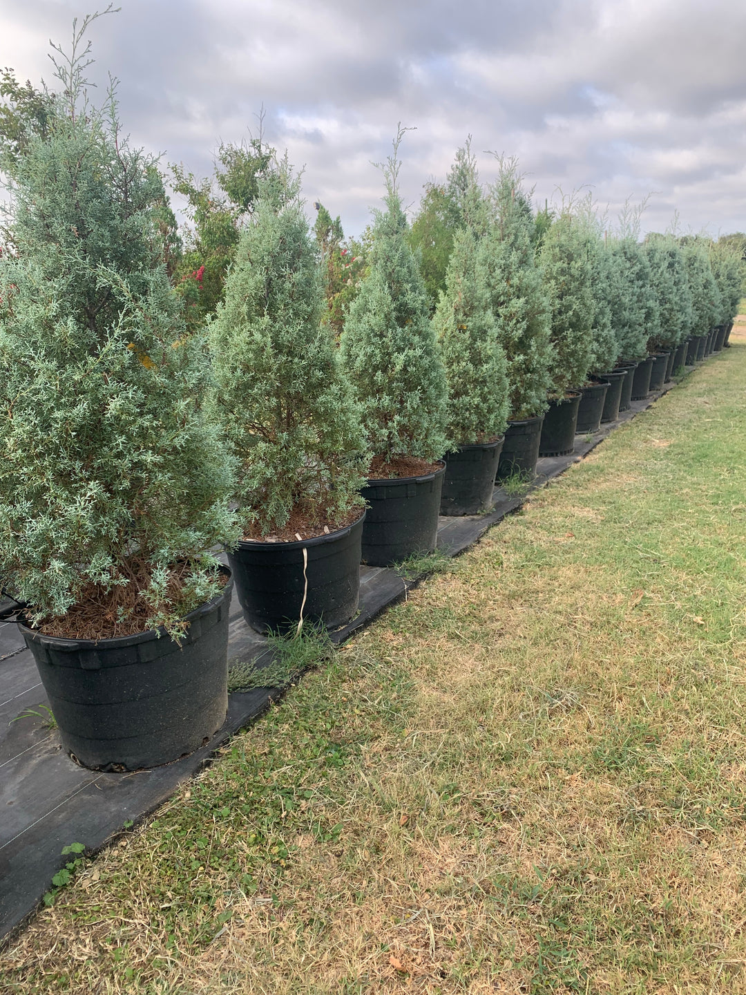Cypress Trees For Sales | Texas Tree Farms