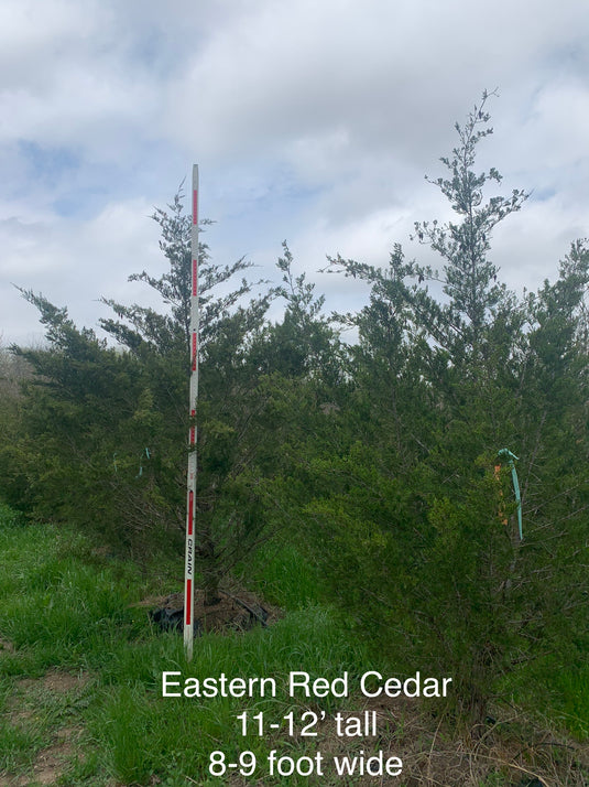 Trees For Sale | Texas Tree Farms