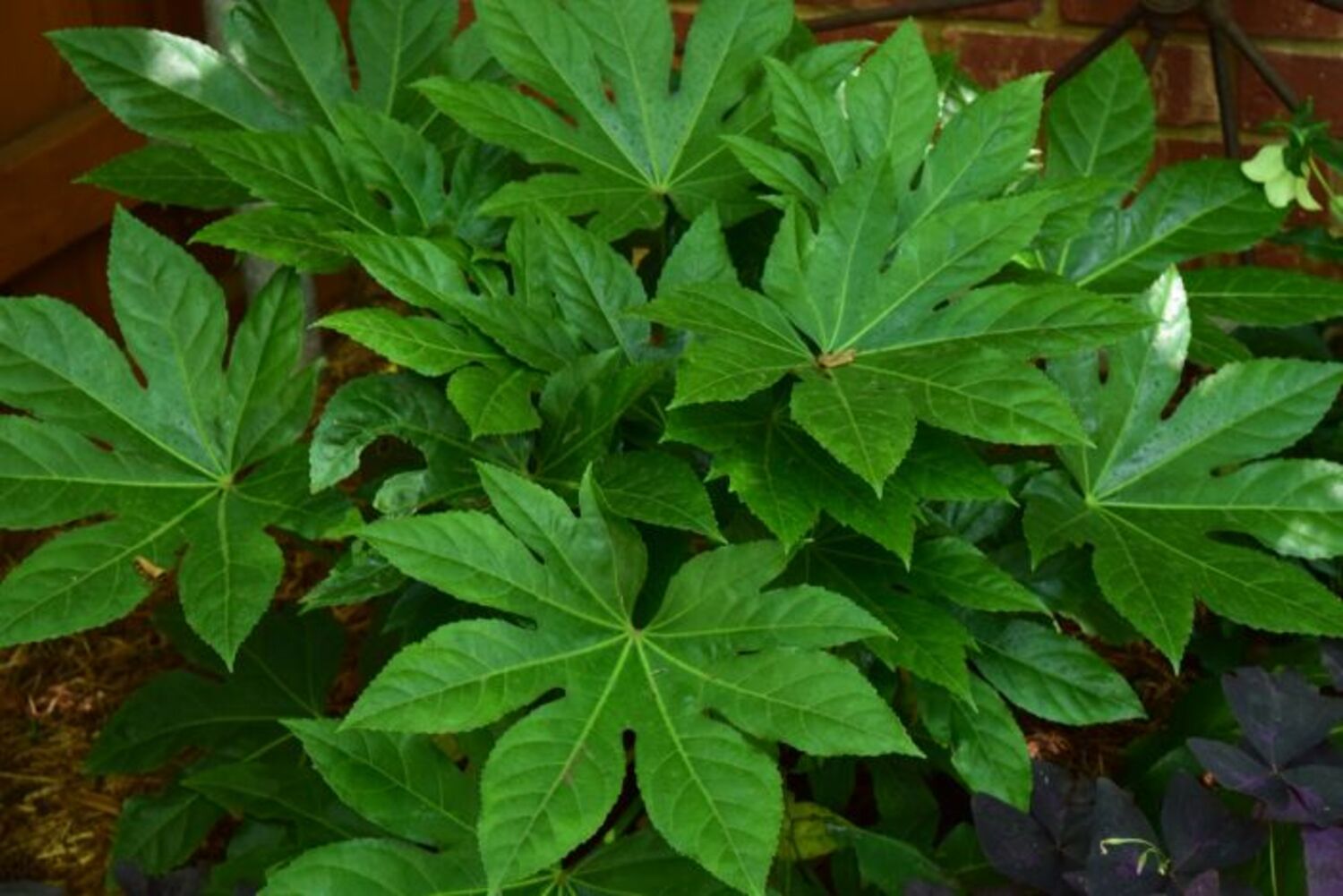 Fatsia japonica – Texas Tree Farms