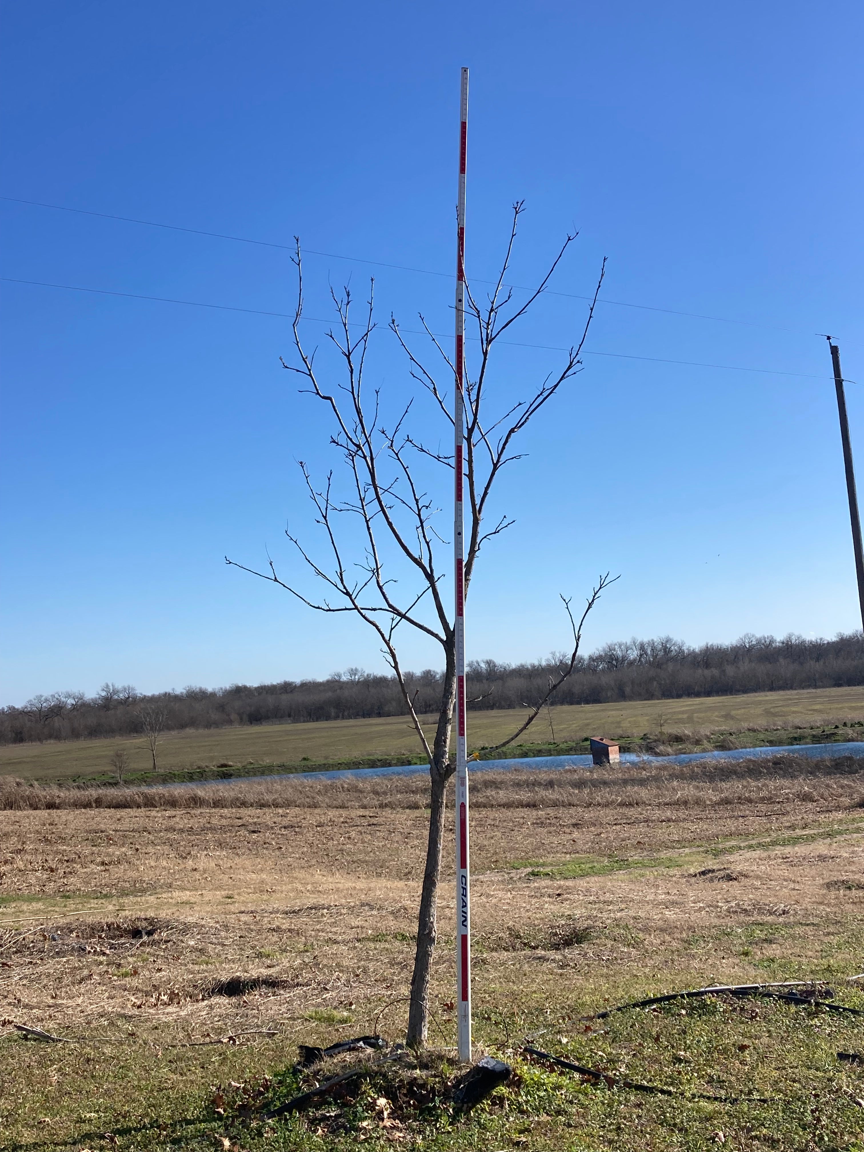 Pecans for Sale - The Texas State Tree | Texas Tree Farms