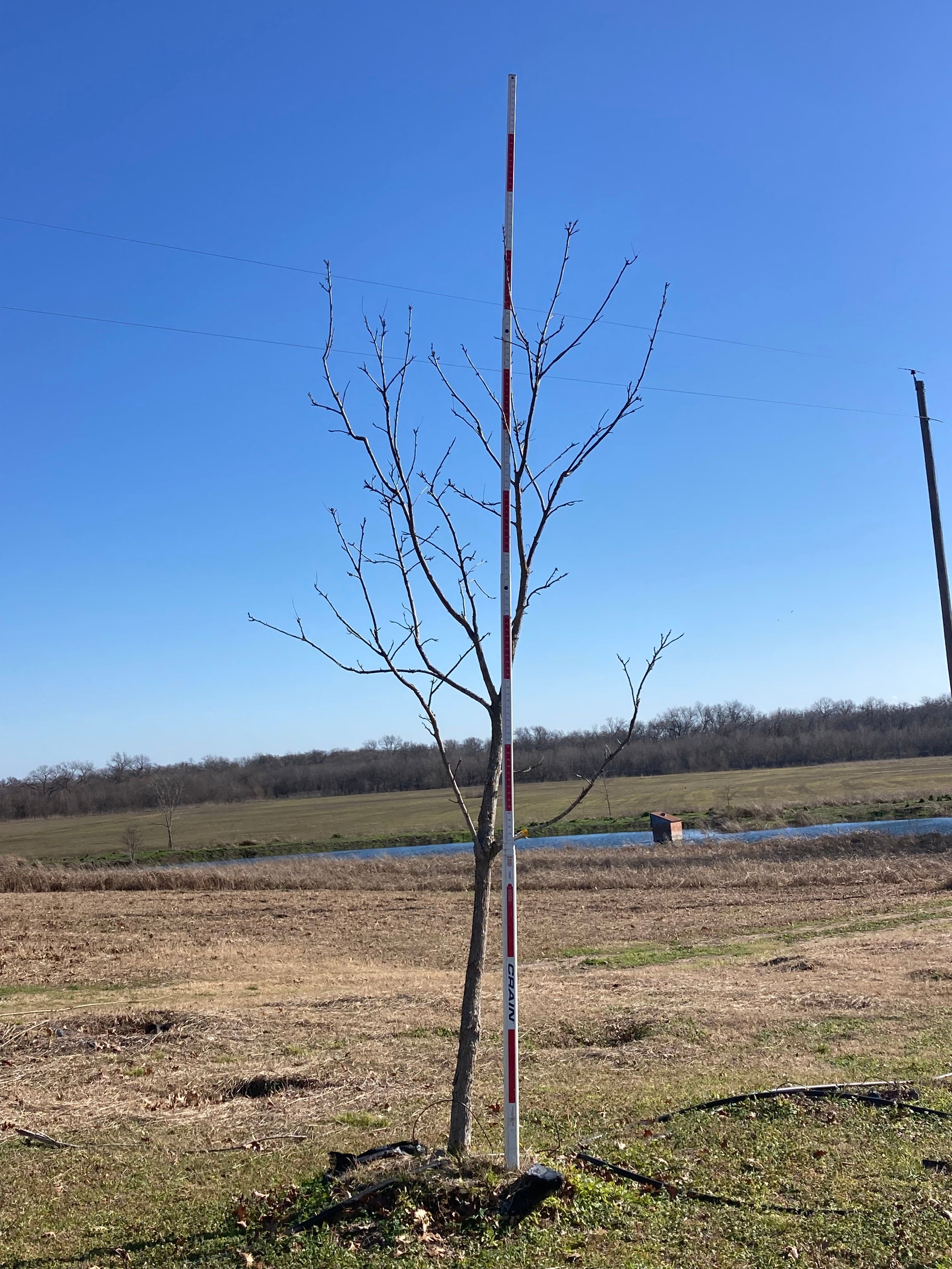 Pecans for Sale - The Texas State Tree | Texas Tree Farms