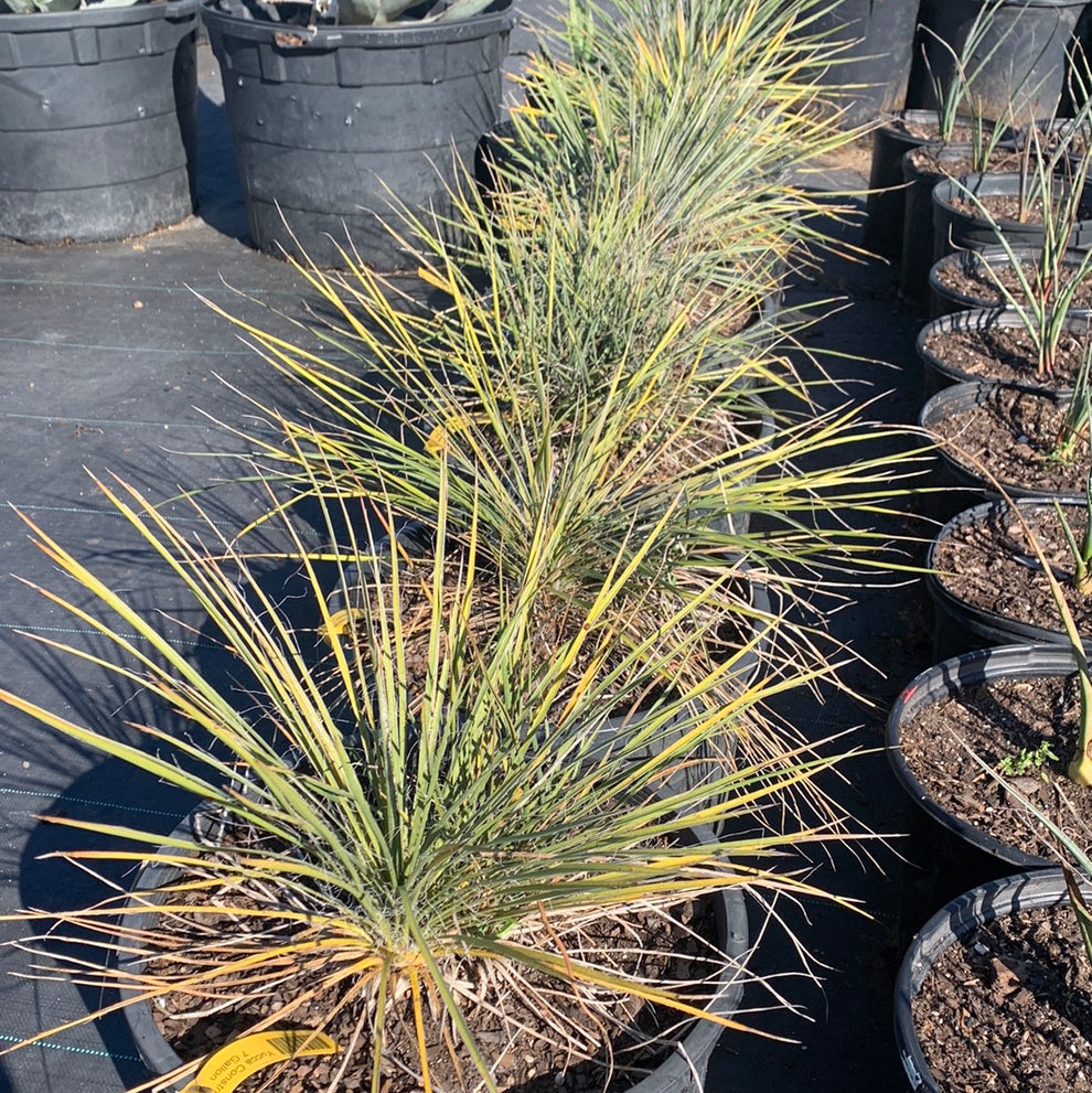Yucca Constricta – Texas Tree Farms