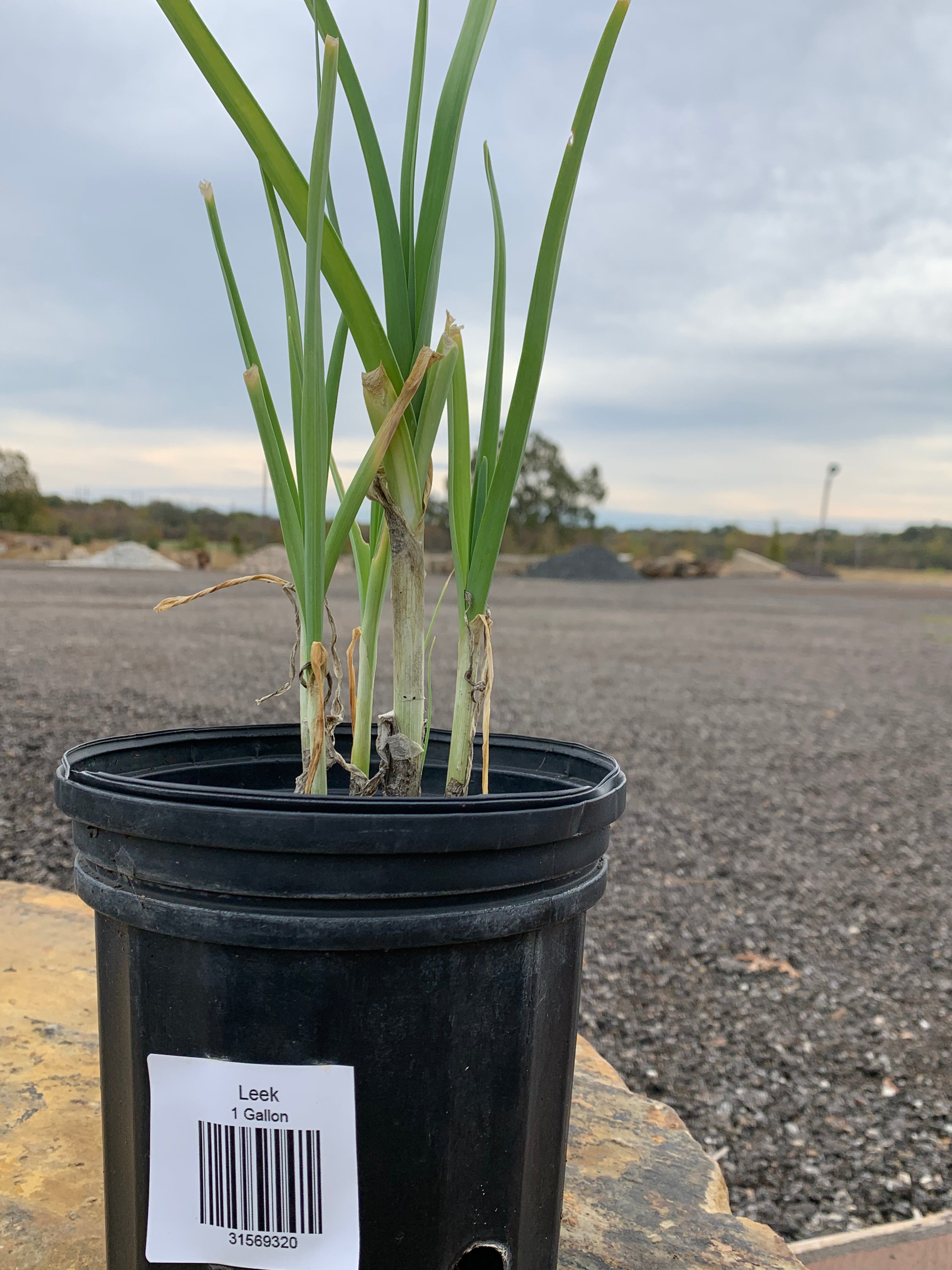 Leek – Texas Tree Farms