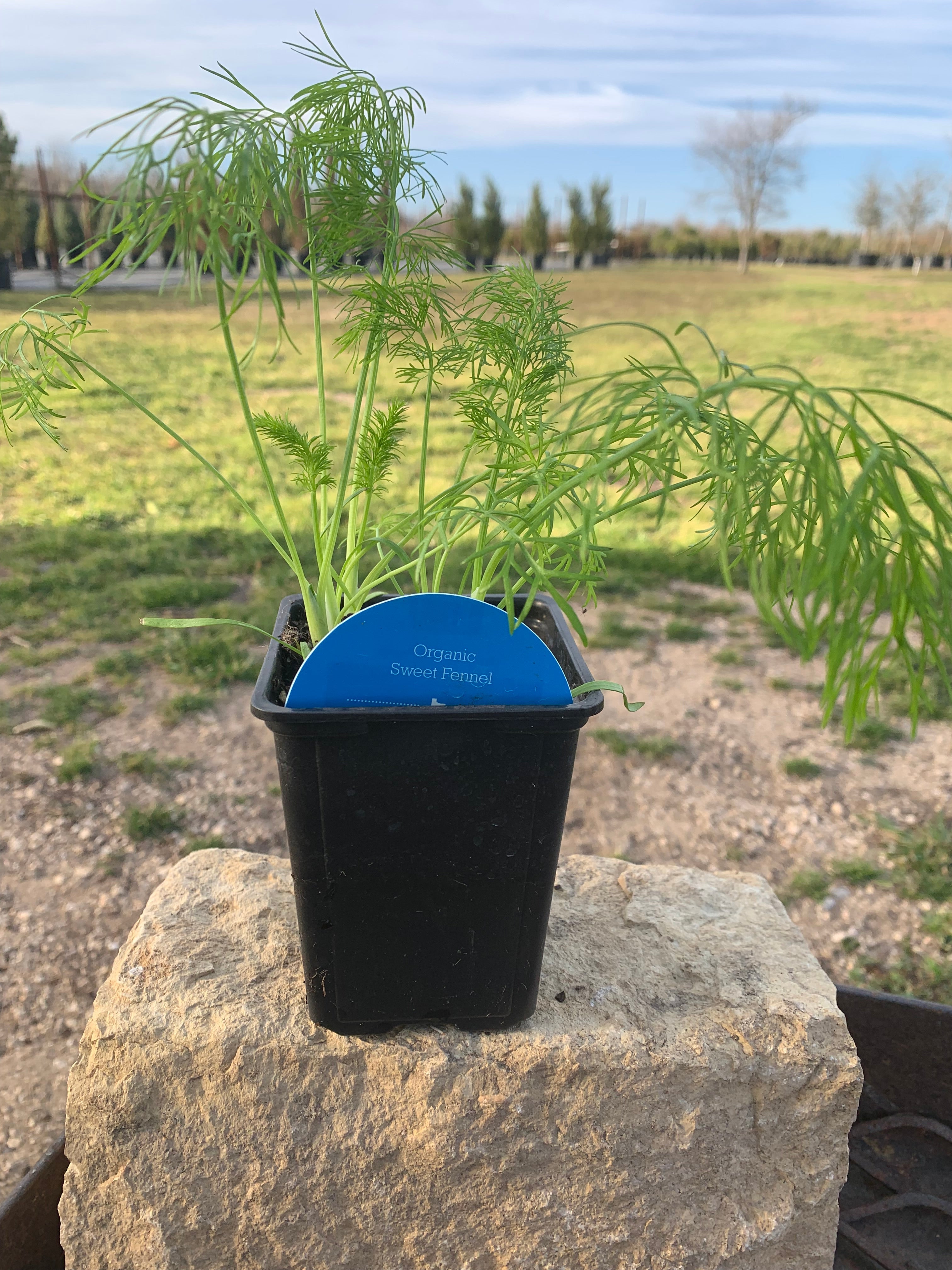 Fennel Sweet – Texas Tree Farms