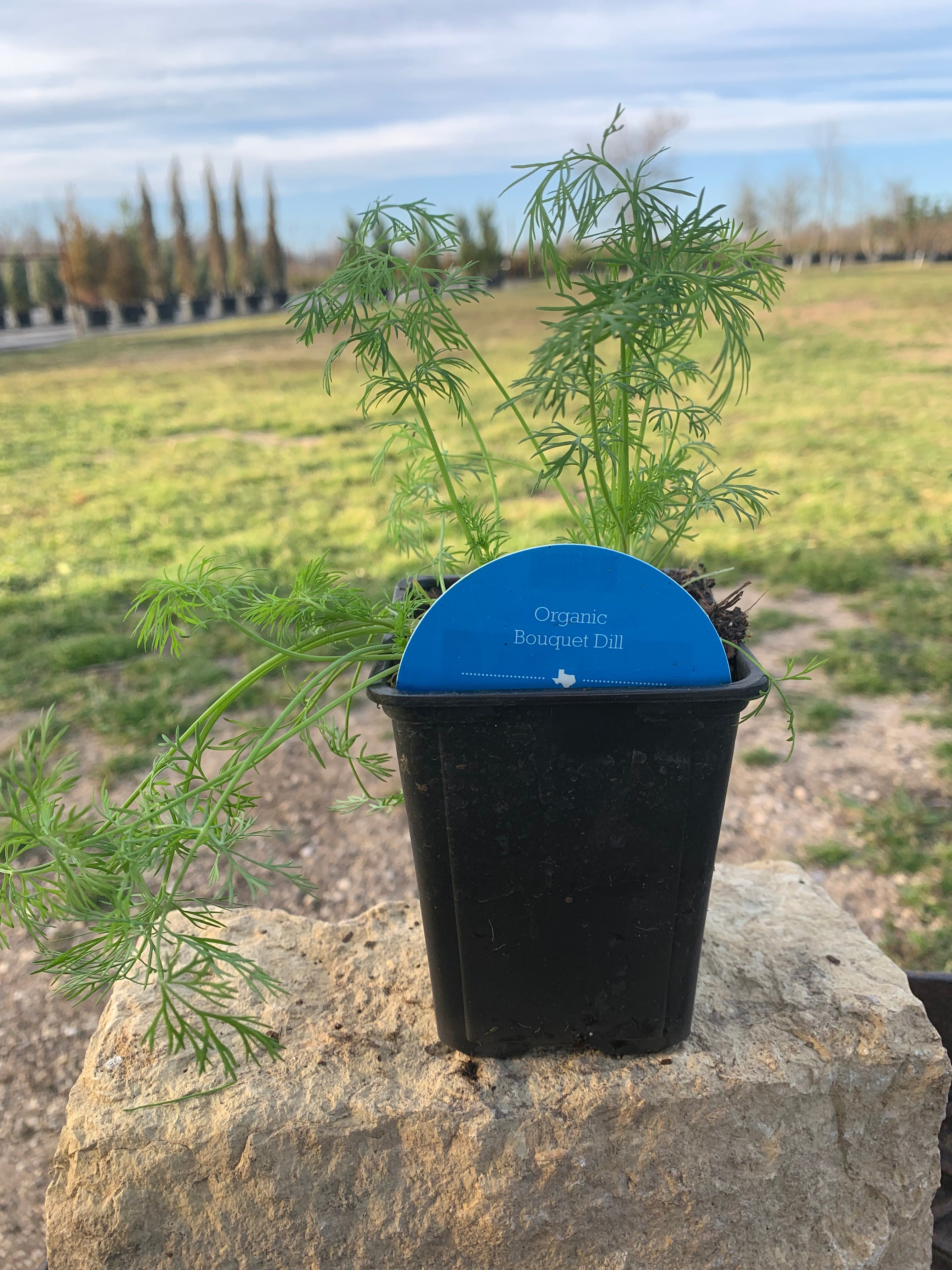 Dill Bouquet – Texas Tree Farms