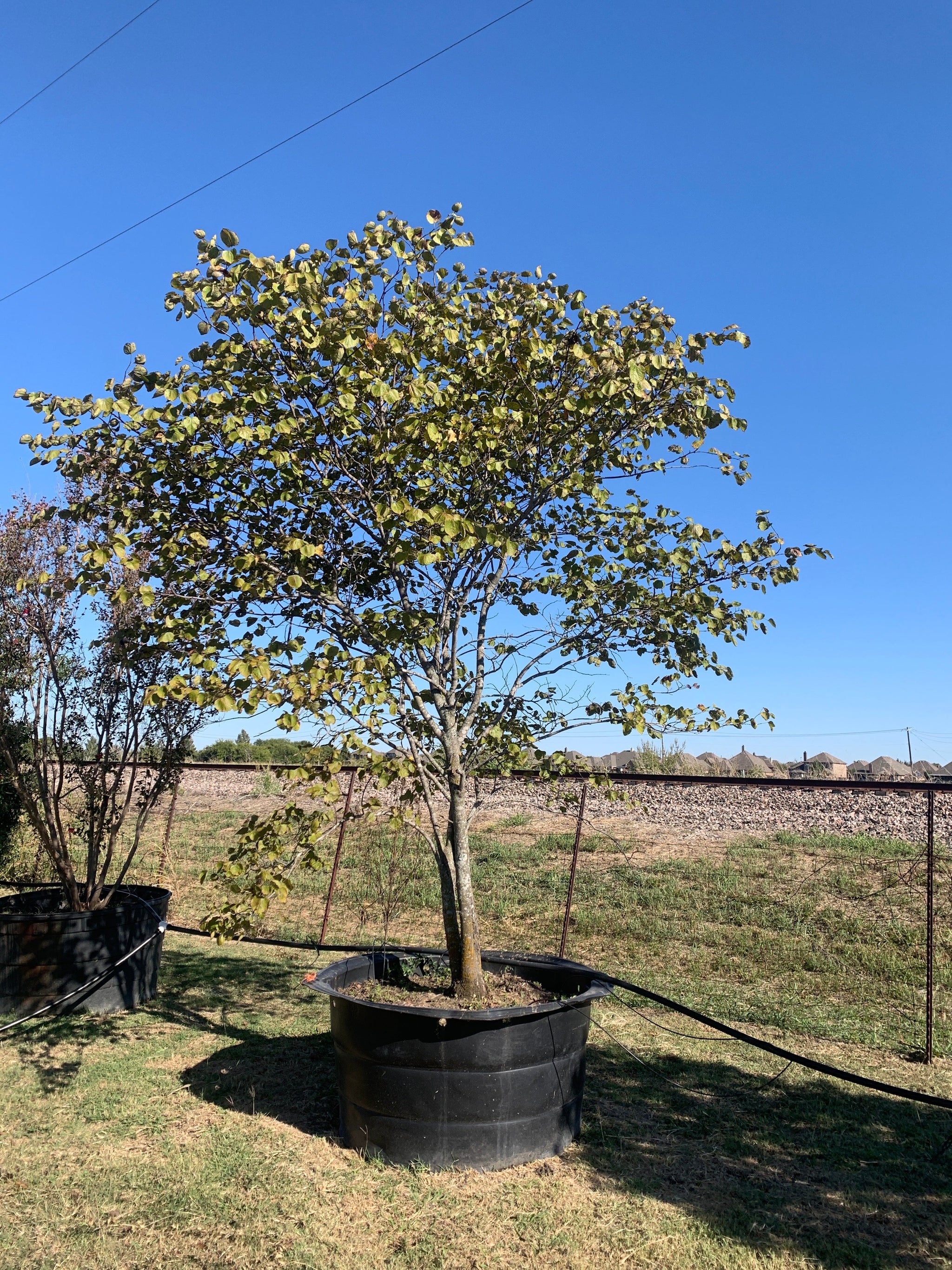Redbud Texas – Texas Tree Farms