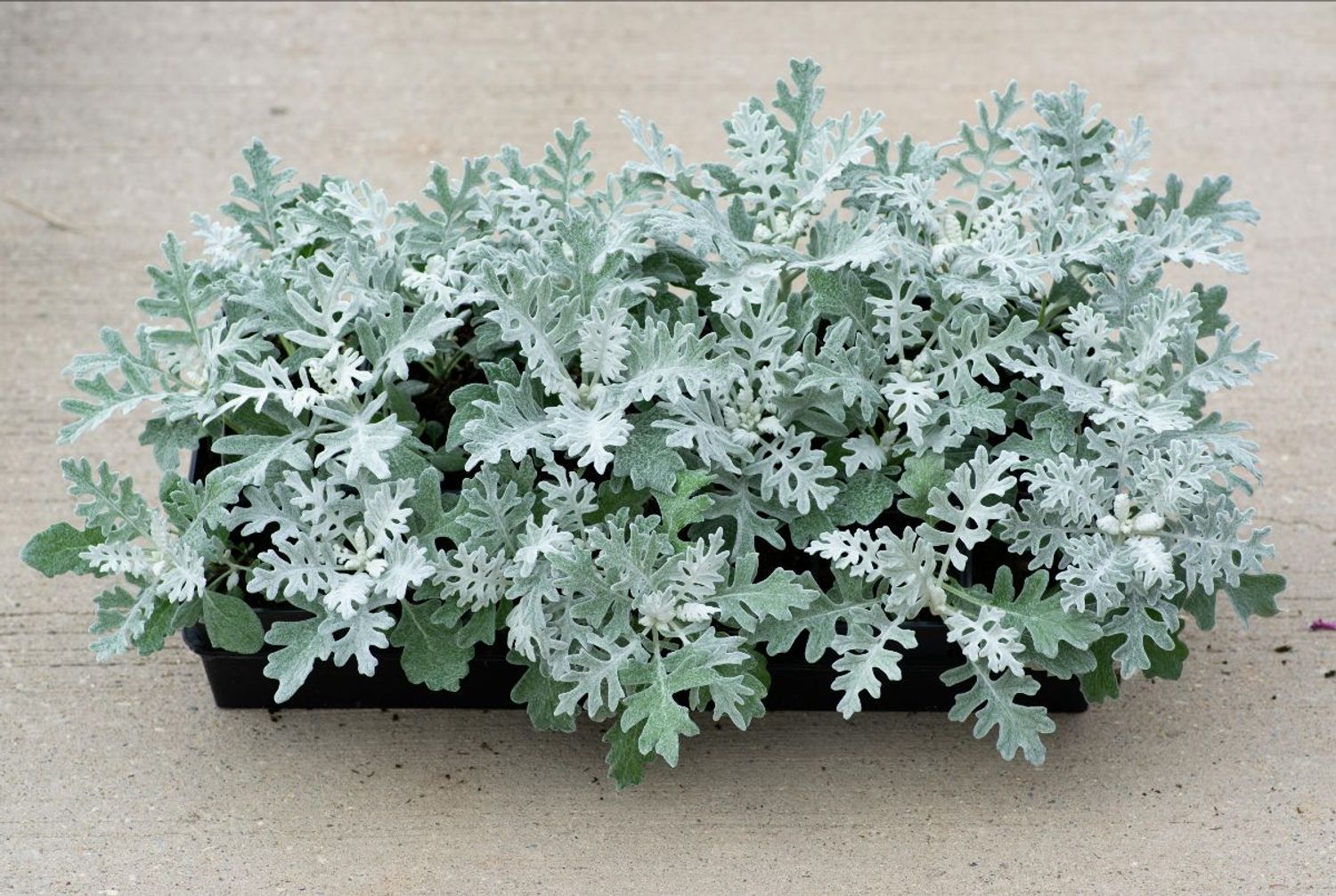 Dusty Miller 'Silver Dust' – Texas Tree Farms