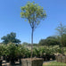 Texas Ash Trees For Sale | Texas Tree Farms