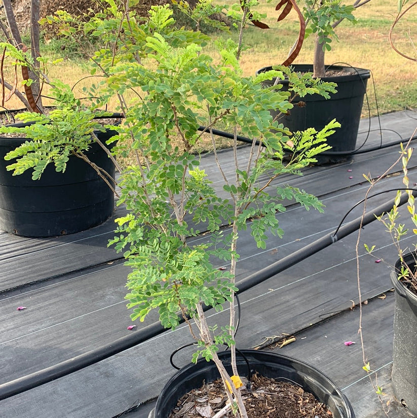 Goldenball Lead Tree – Texas Tree Farms