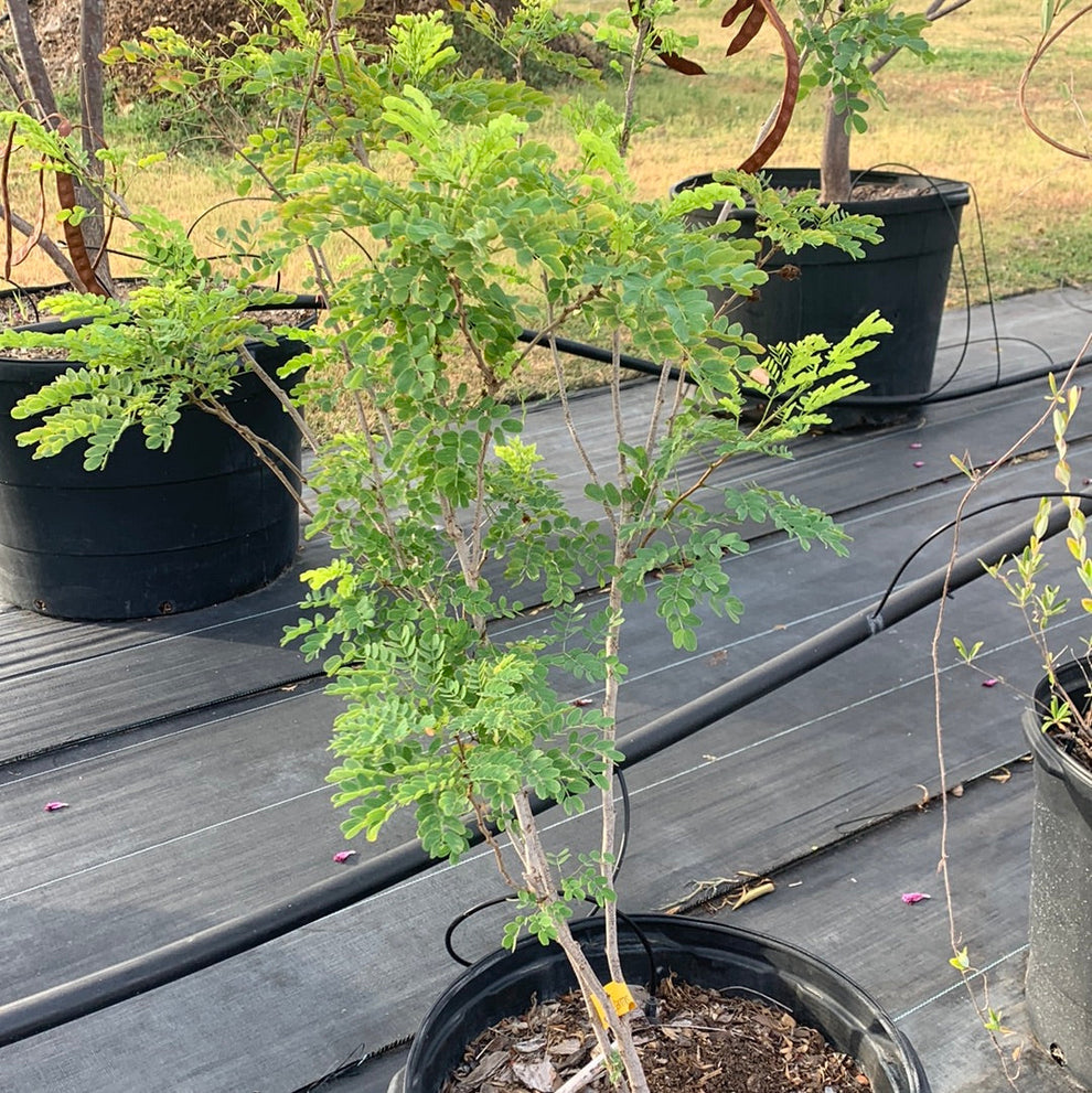 Goldenball Lead Tree – Texas Tree Farms