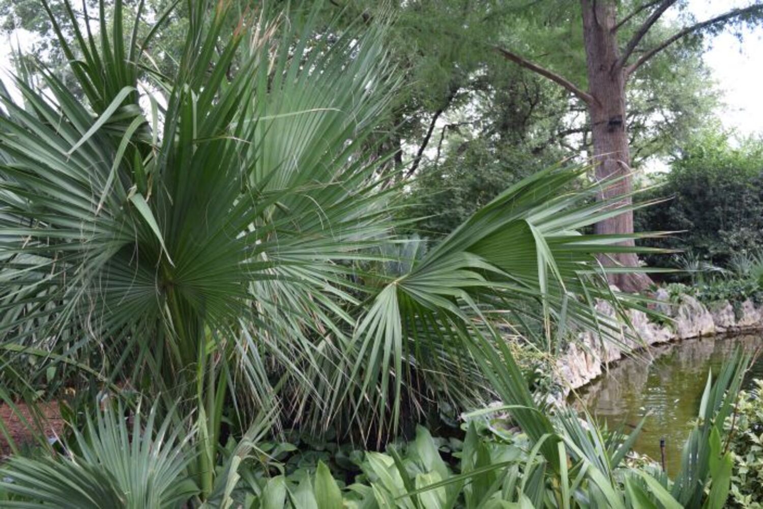Sabal minor – Texas Tree Farms