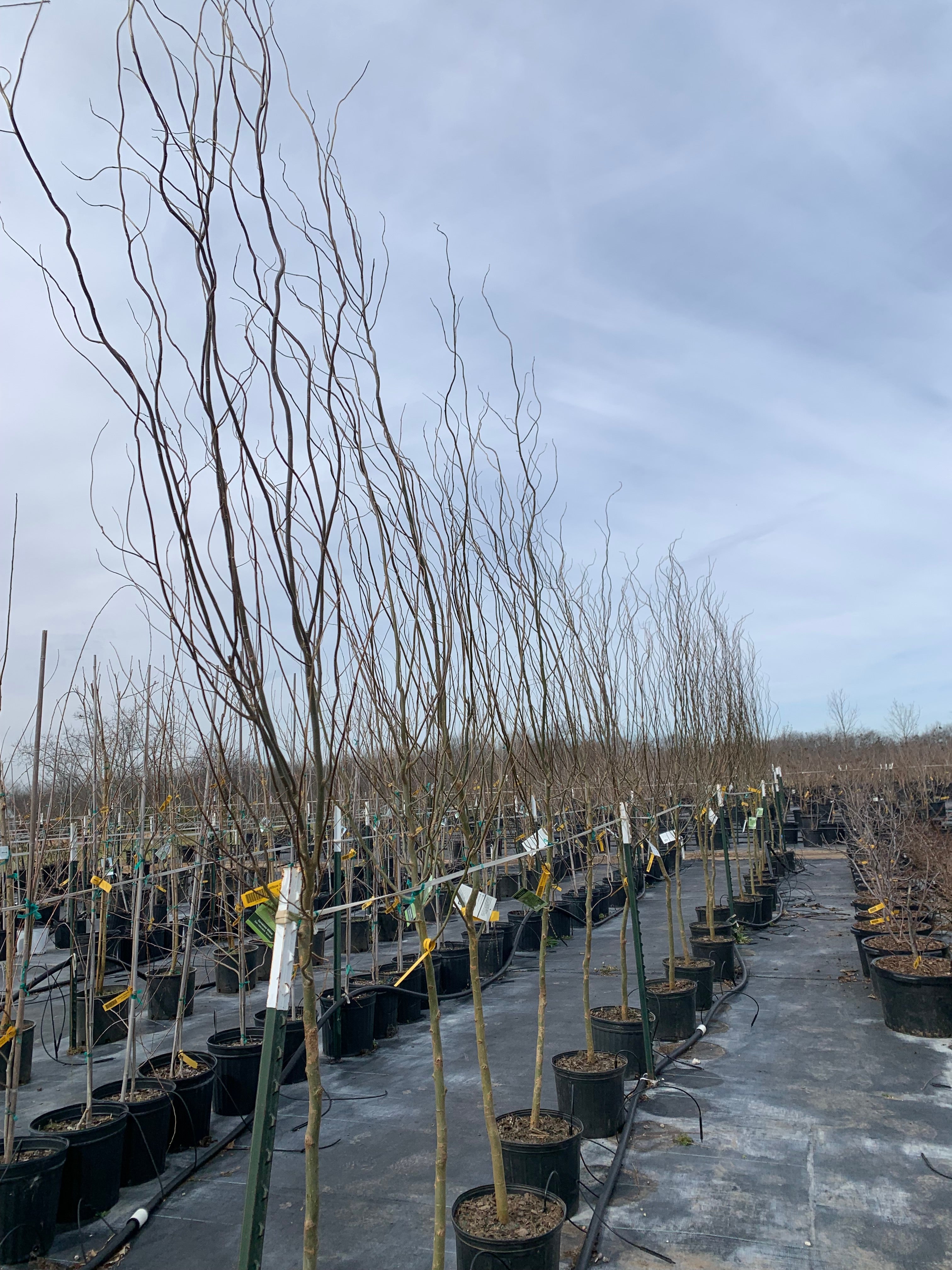 Willow Corkscrew – Texas Tree Farms