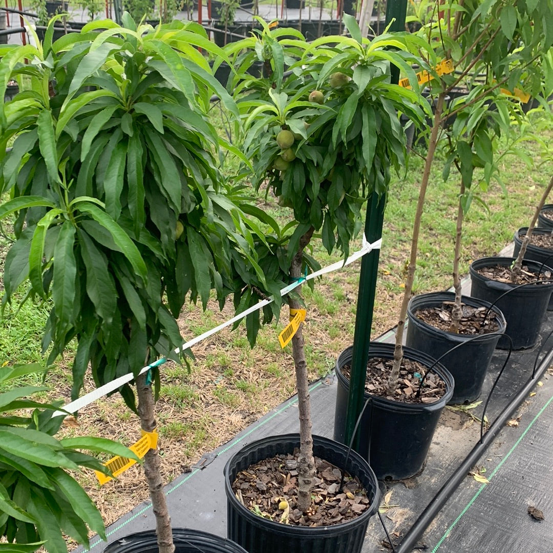 Nectarine Miniature 2N1 – Texas Tree Farms