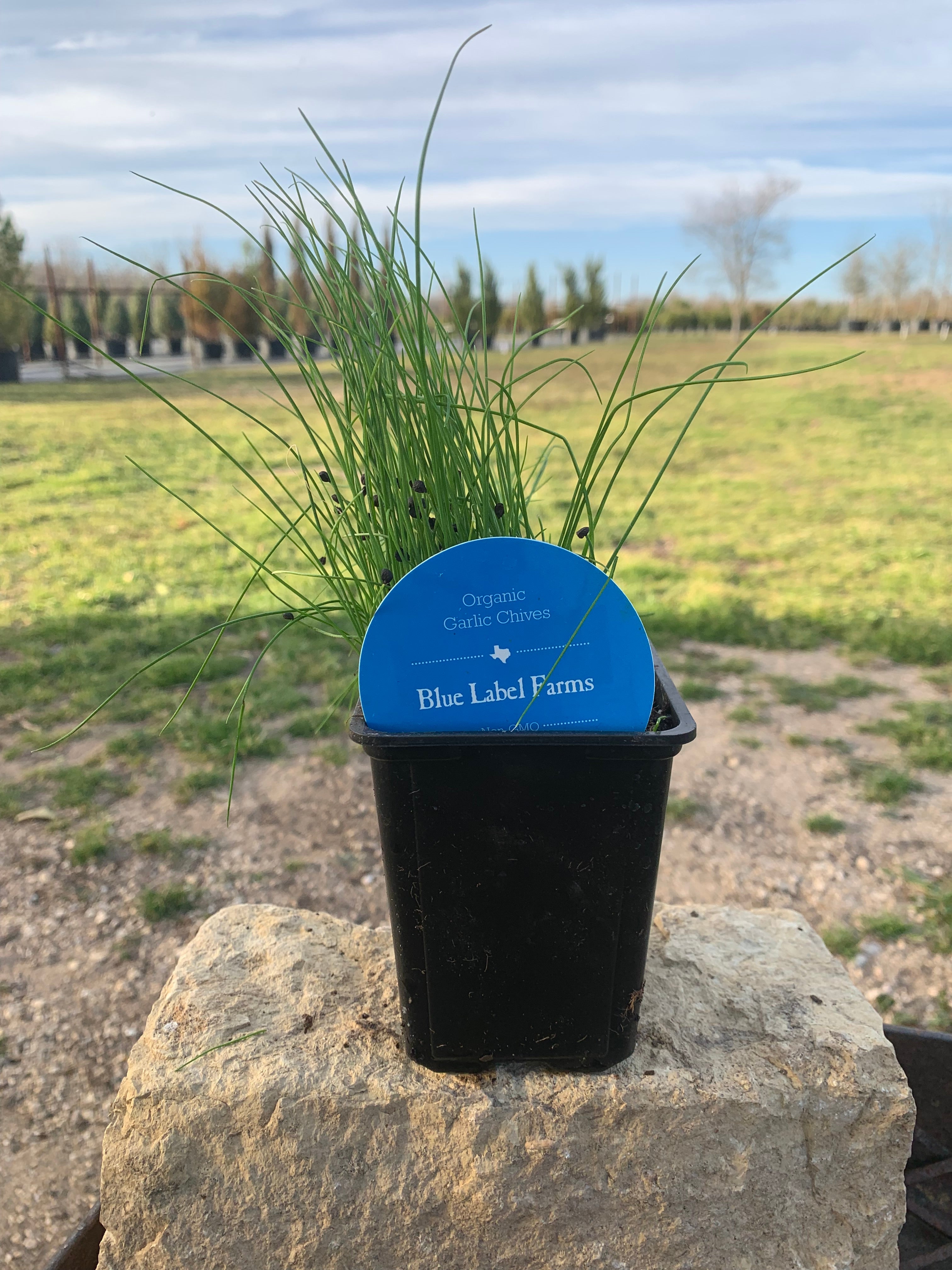 Chives Garlic – Texas Tree Farms