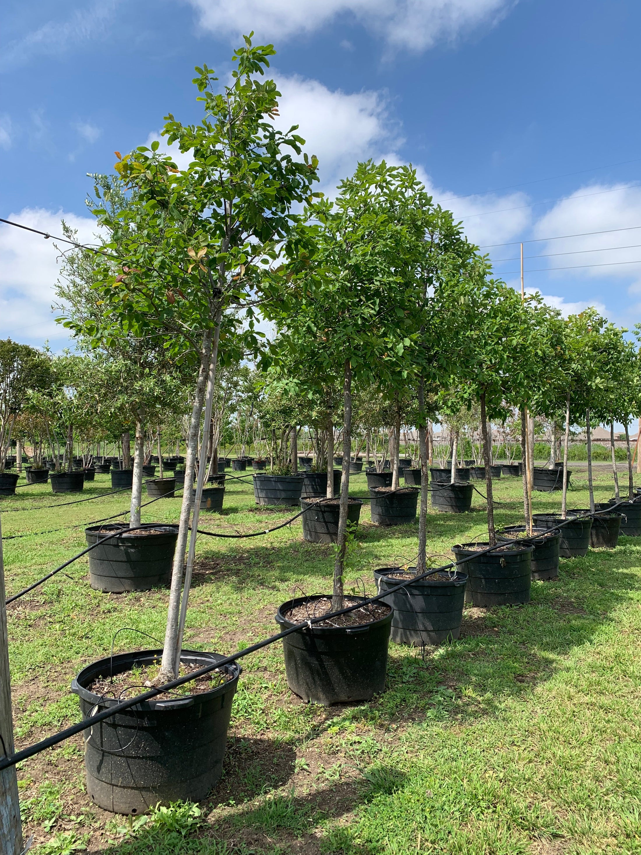 Monterrey Oaks for Sale | Texas Tree Farms
