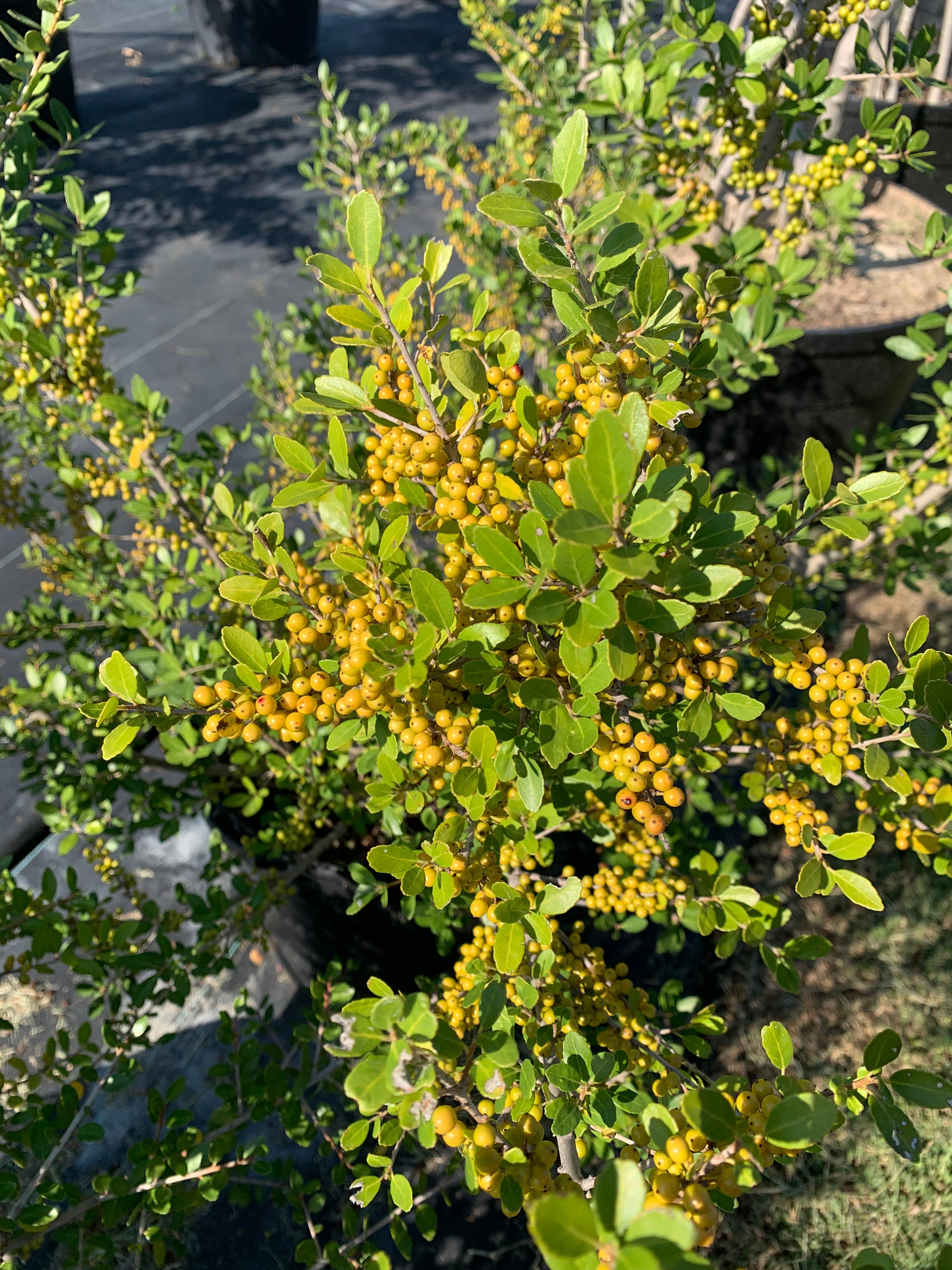 Holly Yaupon Pride of Houston – Texas Tree Farms