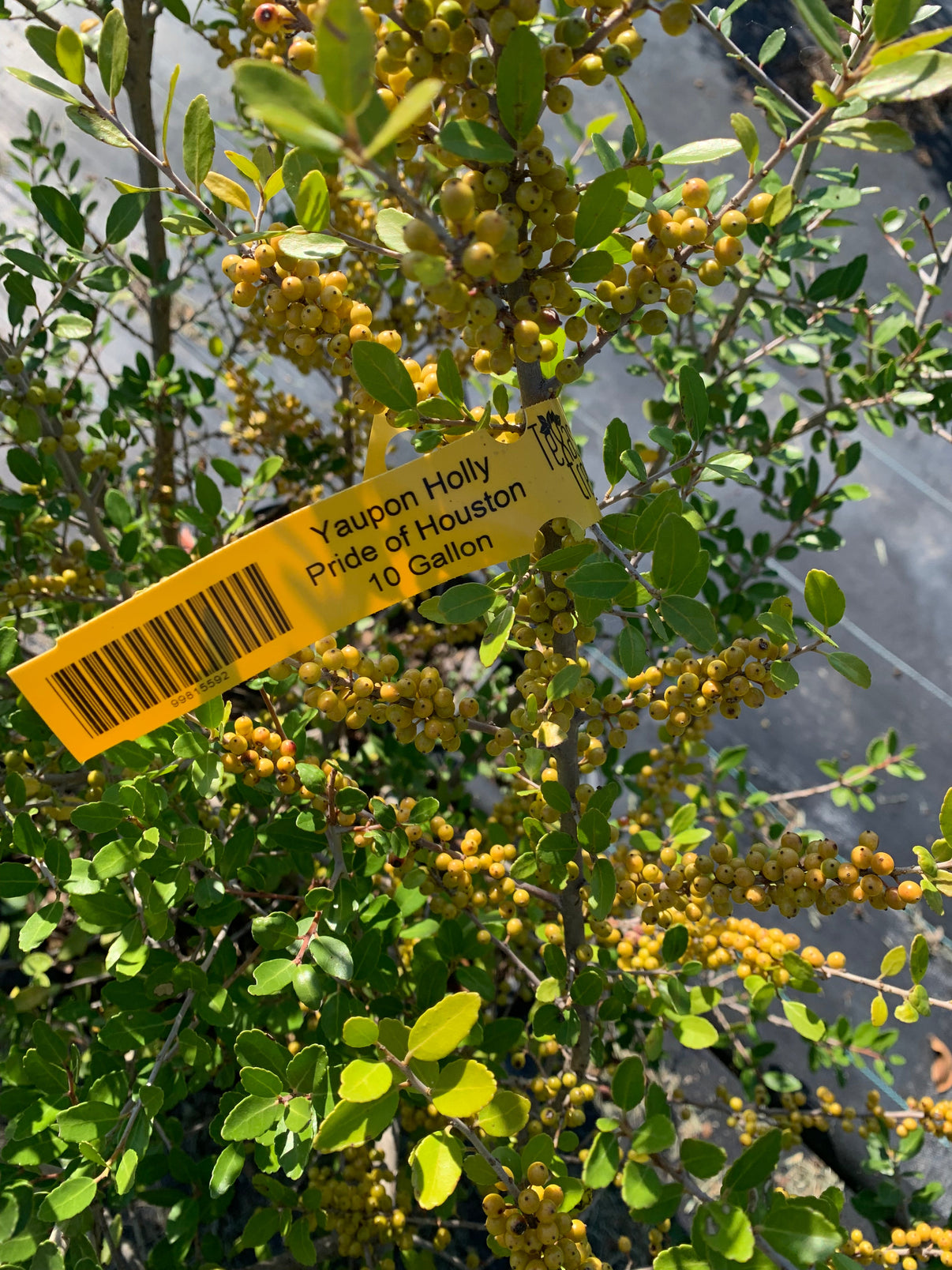 Holly Yaupon Pride of Houston – Texas Tree Farms