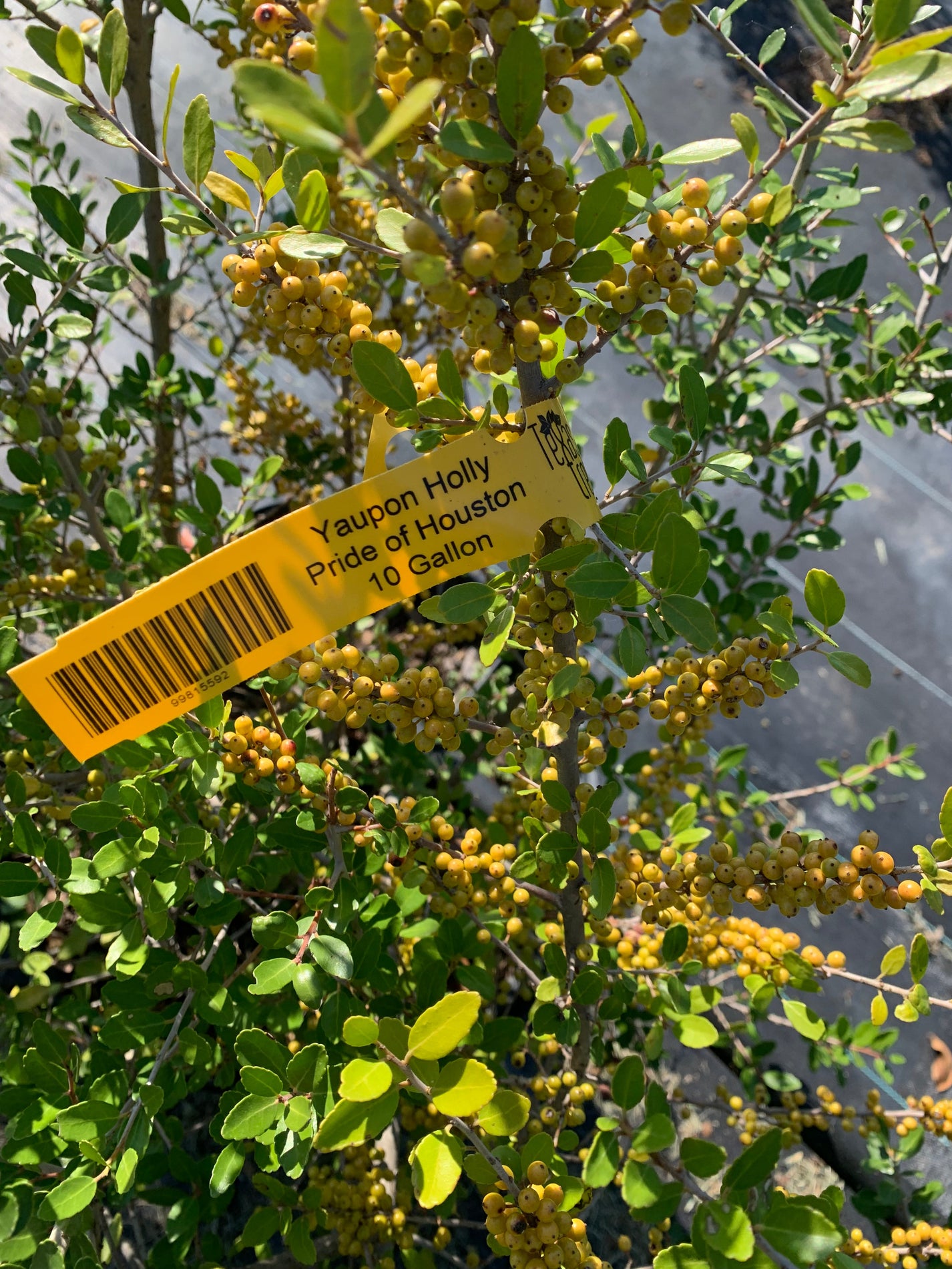 Holly Yaupon Pride of Houston – Texas Tree Farms