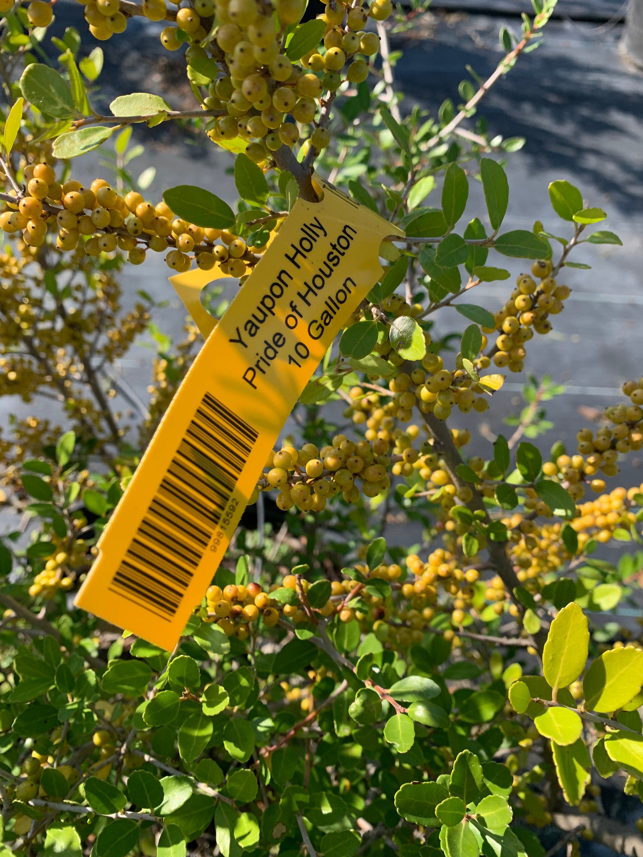 Holly Yaupon Pride of Houston – Texas Tree Farms
