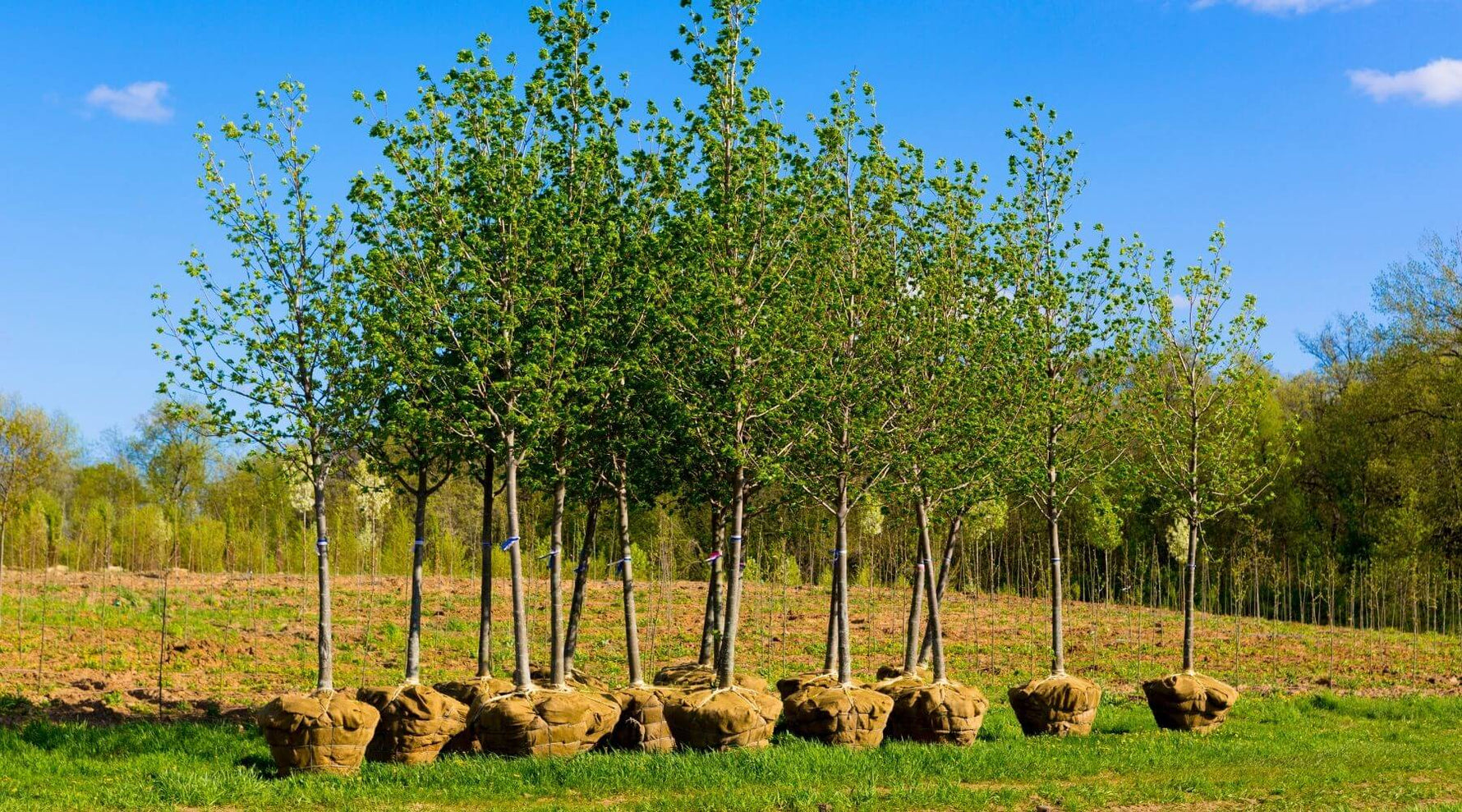 Texas Tree Farms | Buy Directly From Grower in Texas