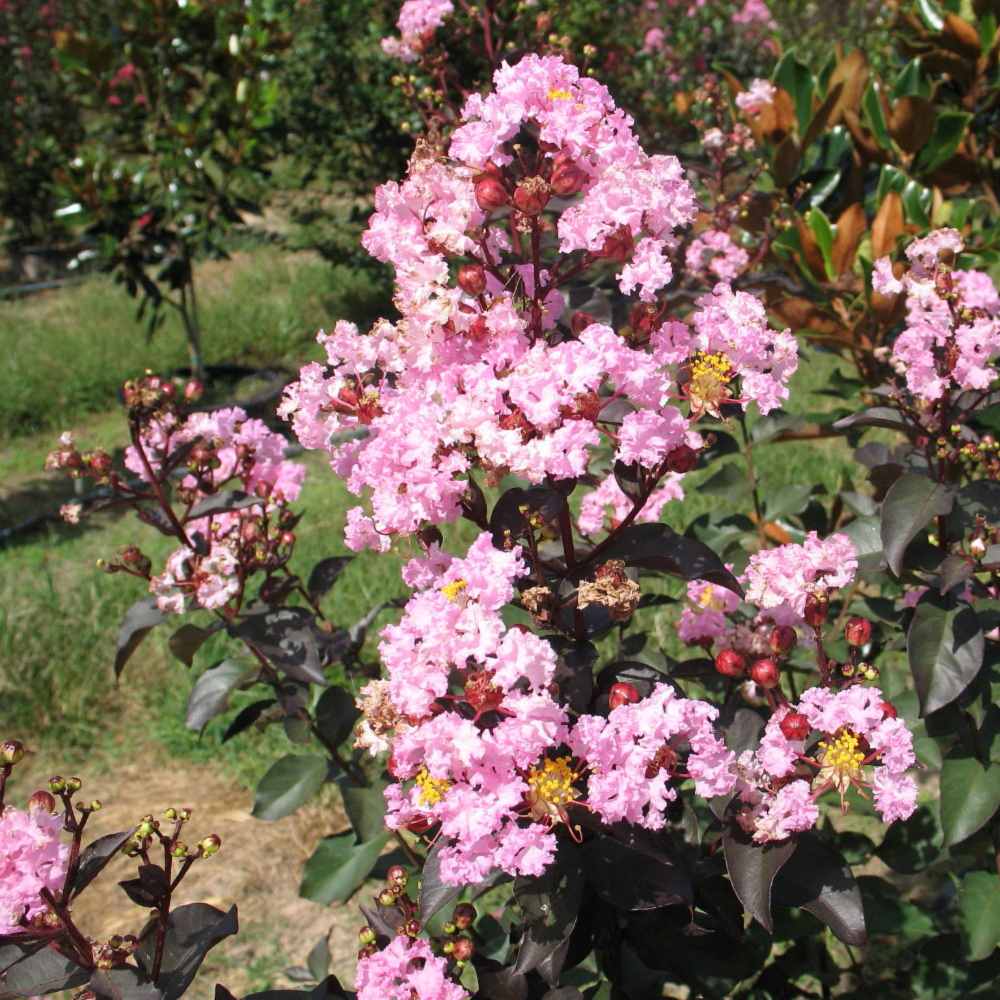 Crape Myrtle Rhapsody in Pink – Texas Tree Farms