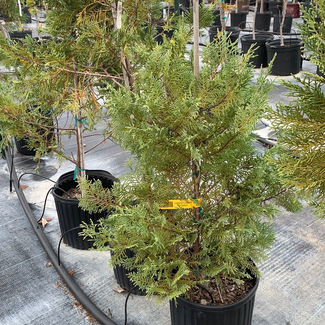 Leyland Cypress "Cupressus leylandii" – Texas Tree Farms