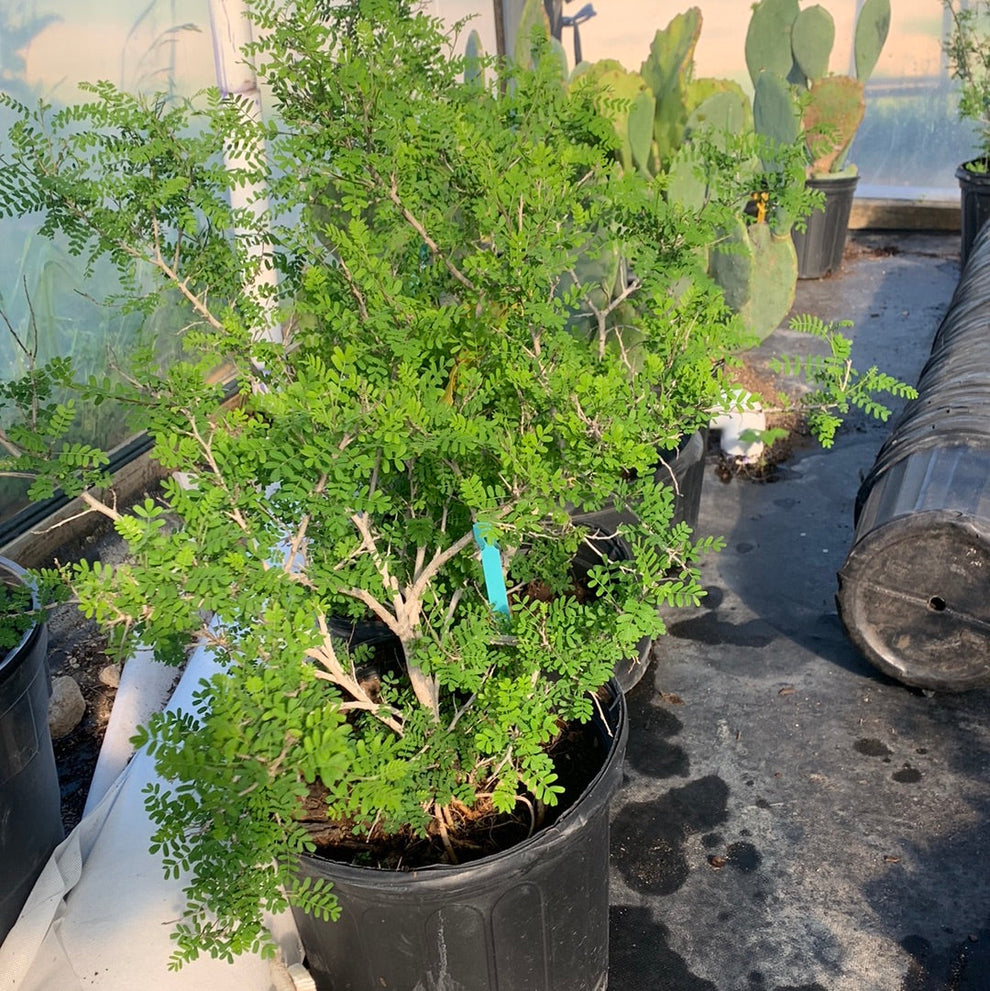 Kidneywood Texas – Texas Tree Farms