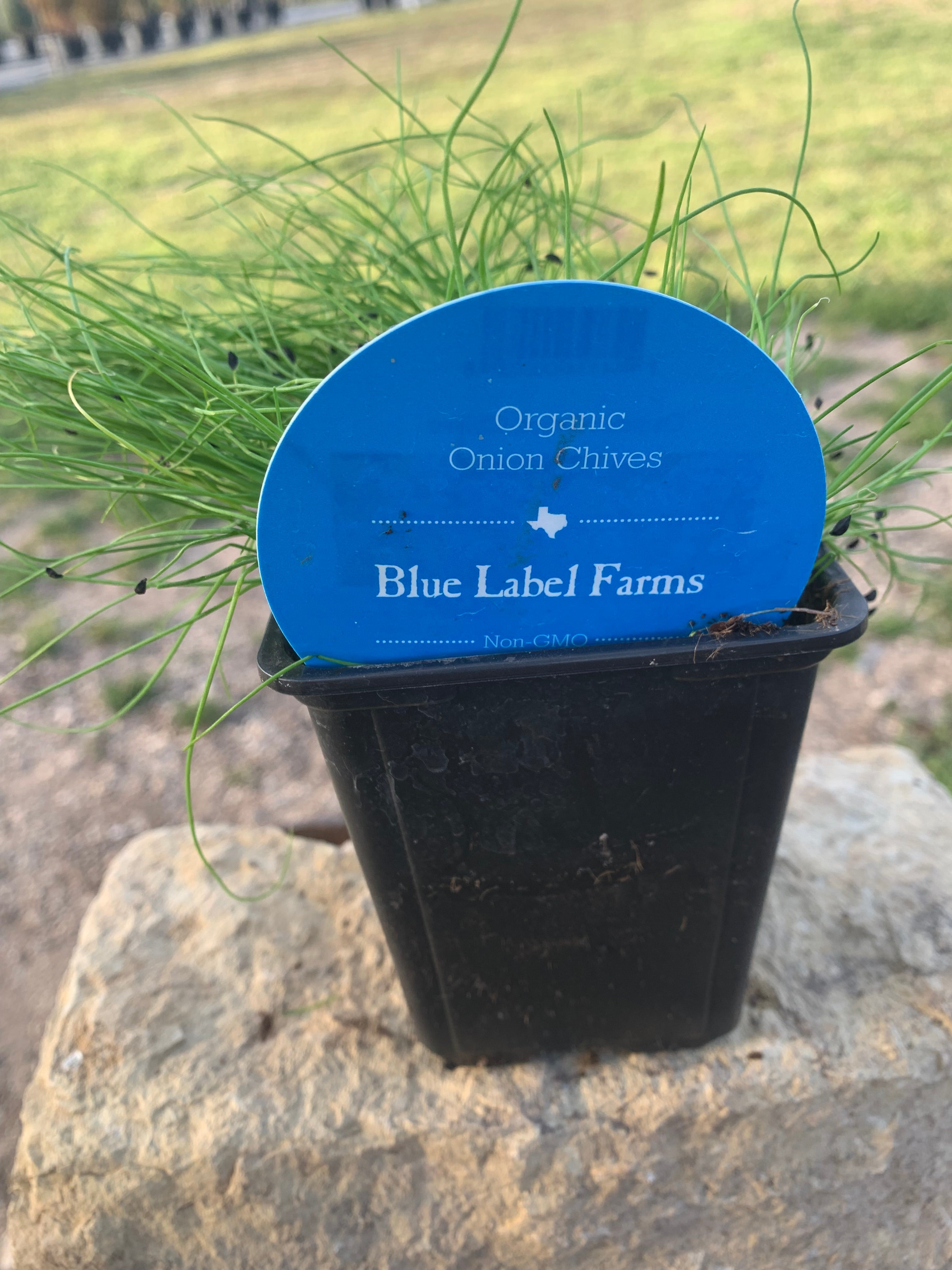 Chives Onion – Texas Tree Farms