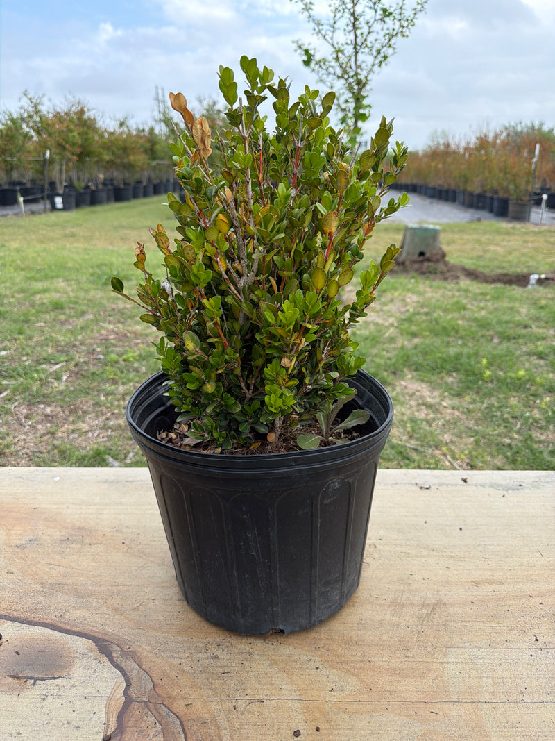 Wintergreen Boxwood Cone | Texas Tree Farms