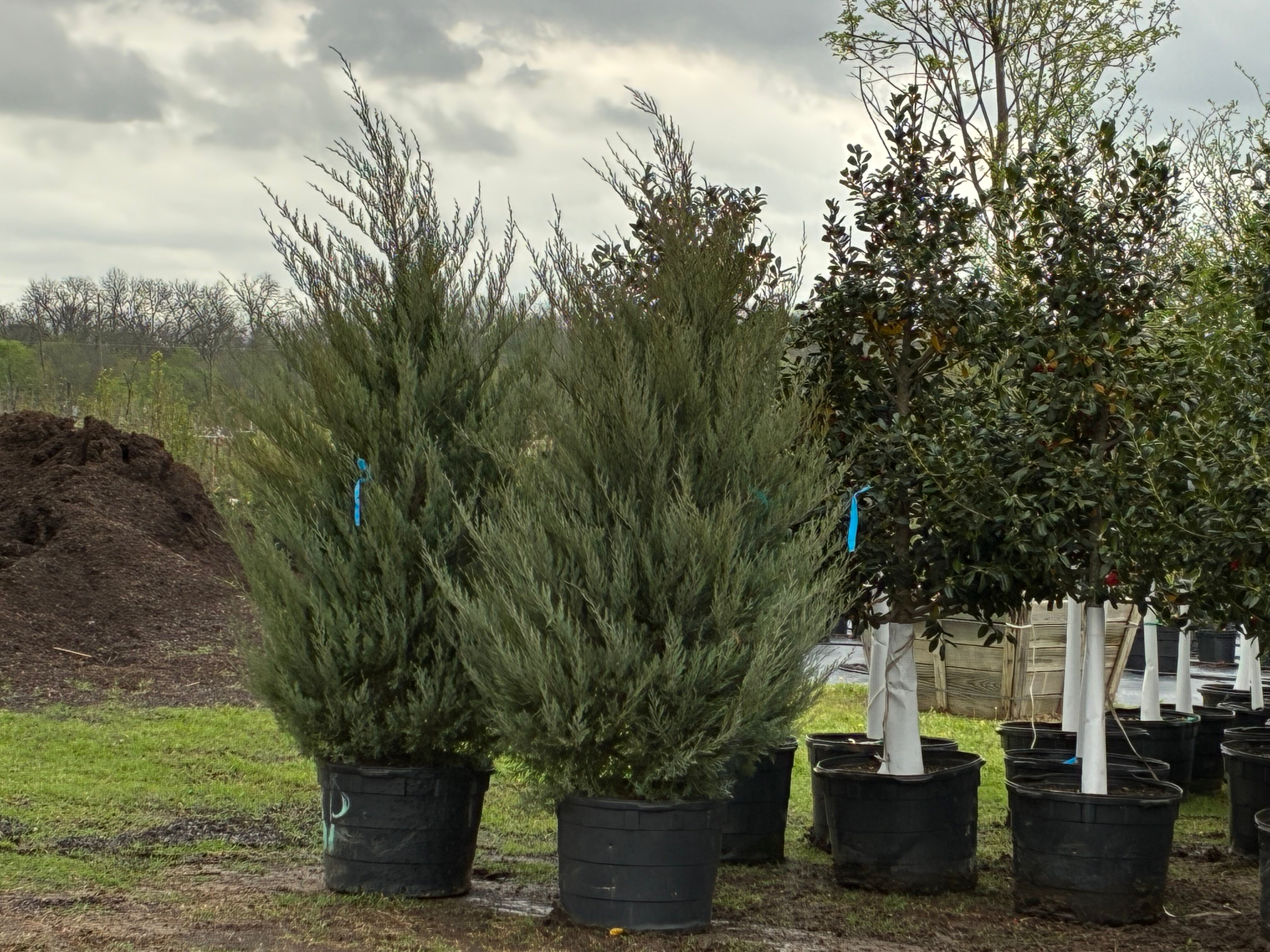 Eastern Red Cedar Burkii – Texas Tree Farms