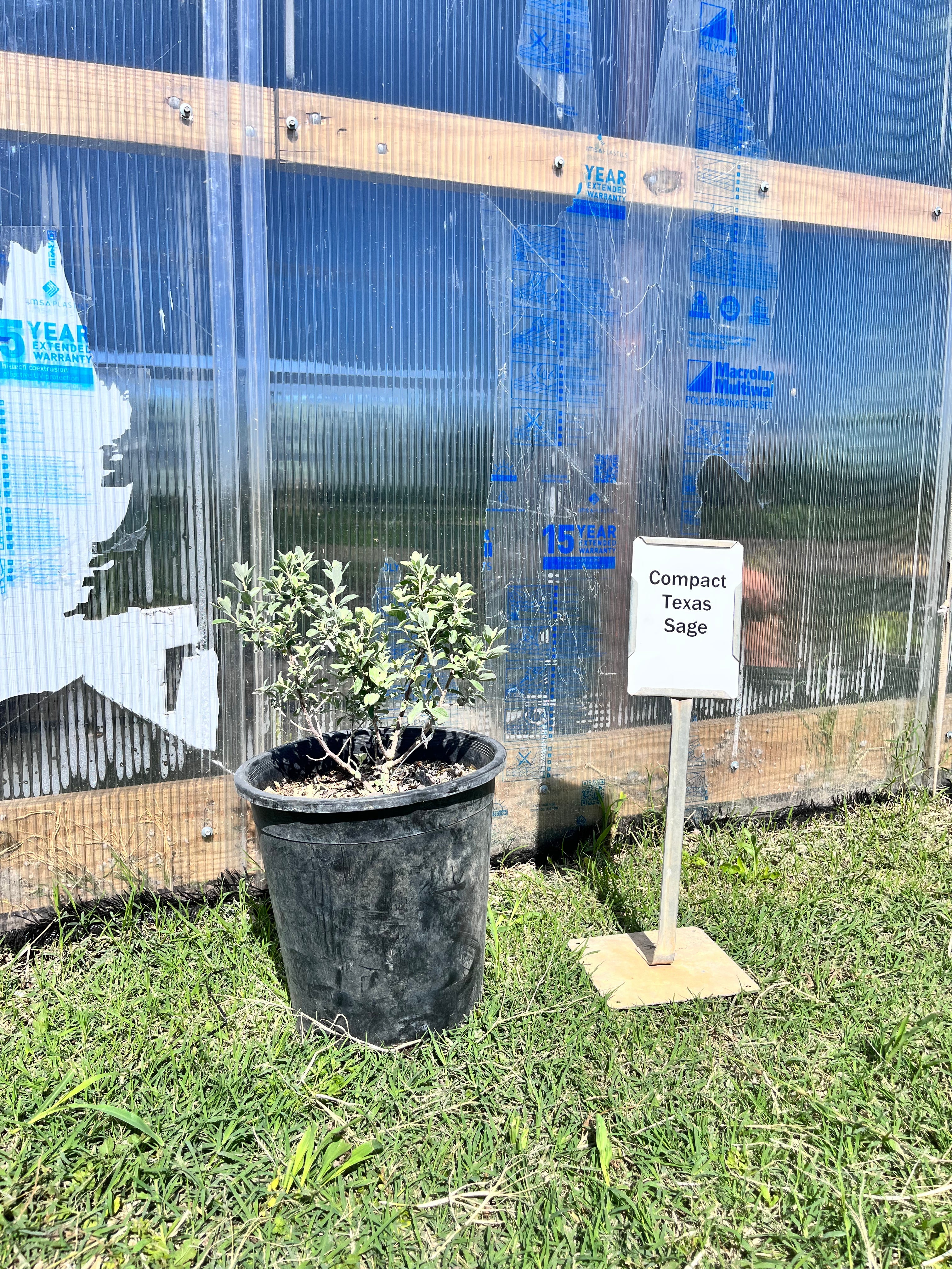 Sage Texas Compact – Texas Tree Farms