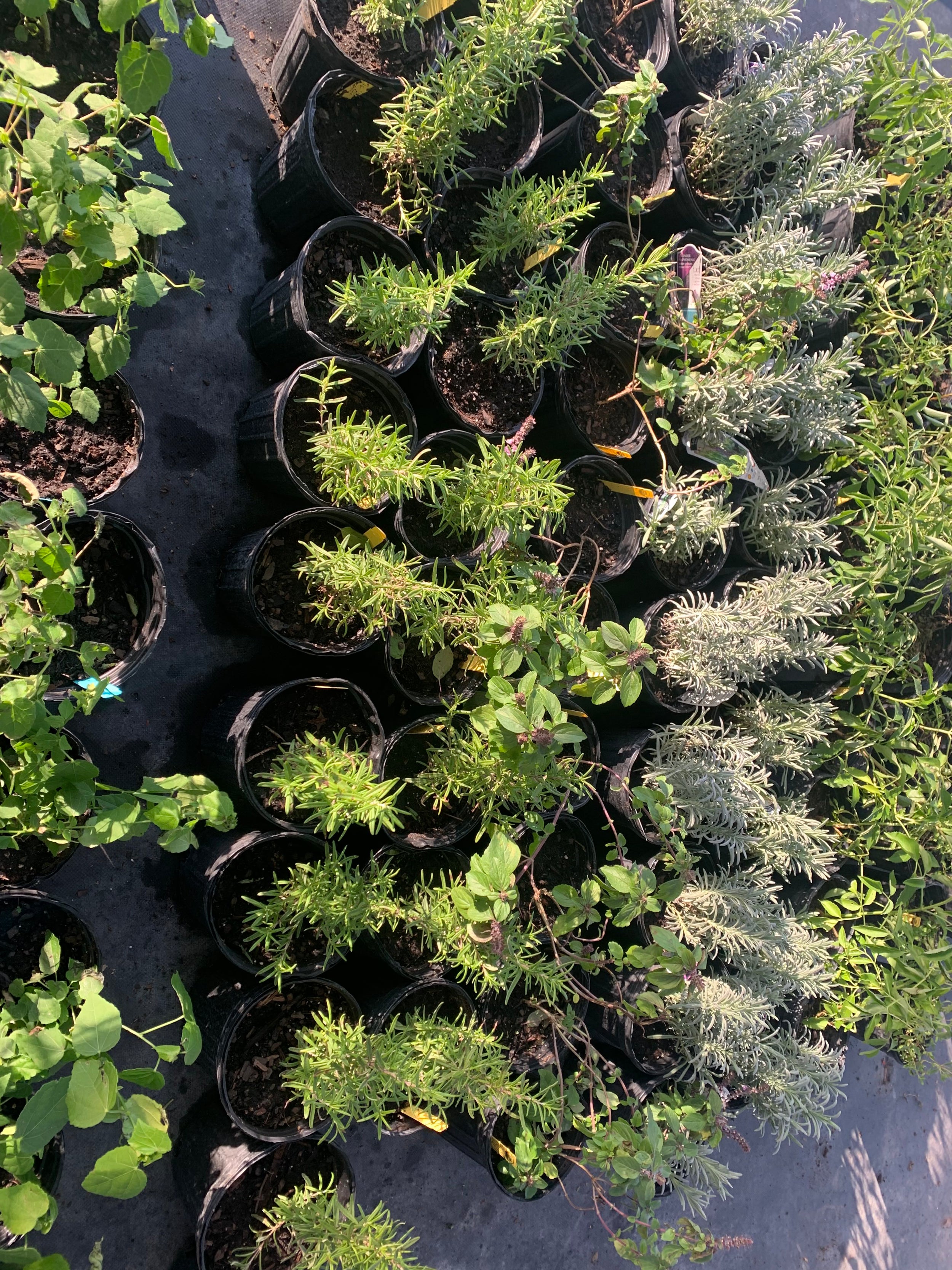 Herbs – Texas Tree Farms