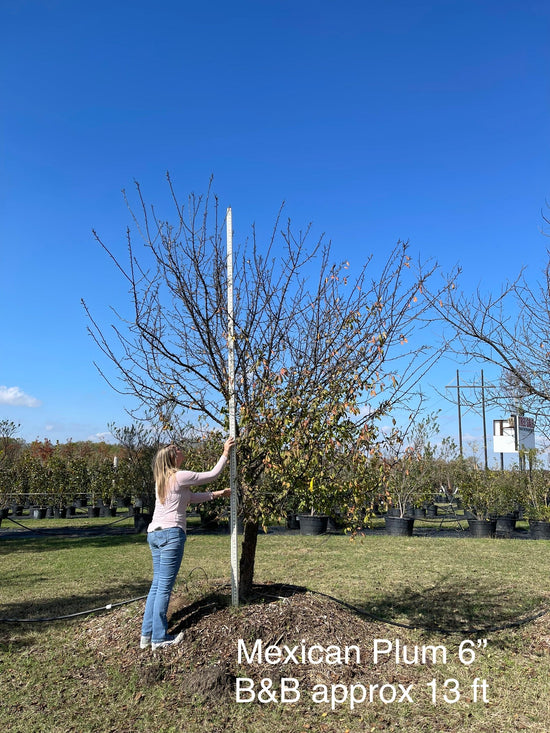 Mexican Plums For Sale | Texas Tree Farms