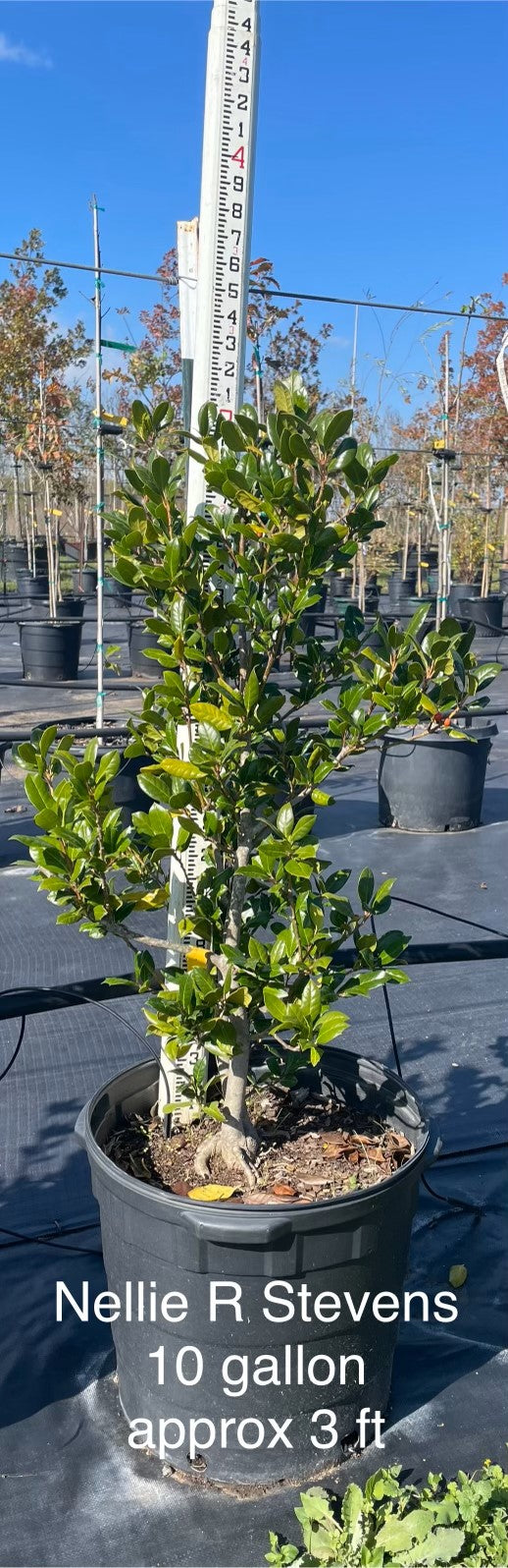 Nellie R. Stevens Holly - Number One Privacy Tree | Texas Tree Farms
