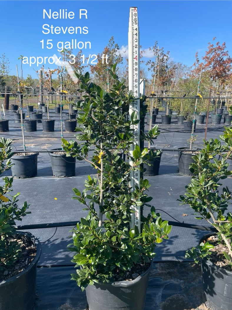 Nellie R. Stevens Holly - Number One Privacy Tree | Texas Tree Farms