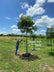 Texas Ash Trees For Sale | Texas Tree Farms