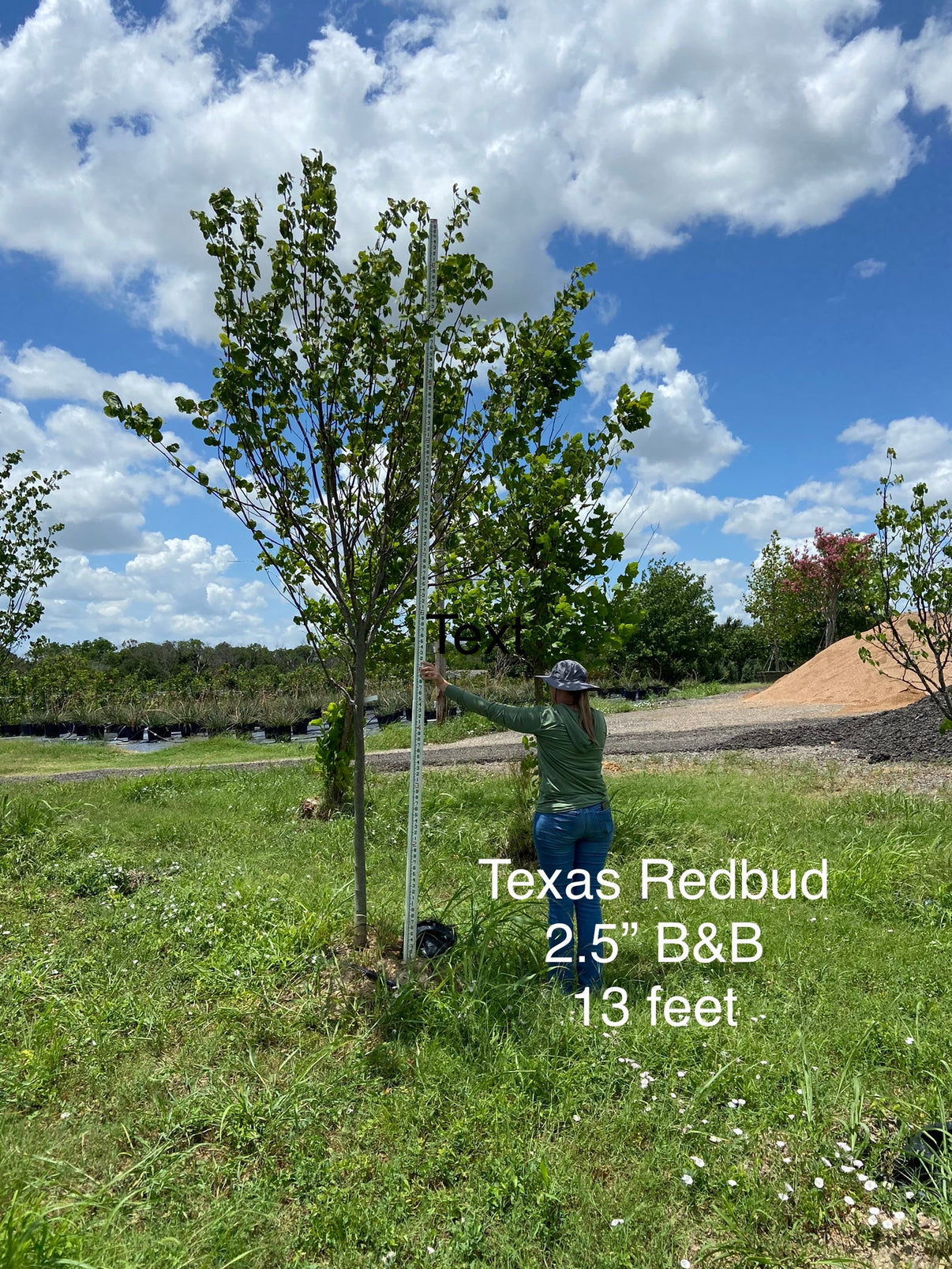 Redbud Texas – Texas Tree Farms