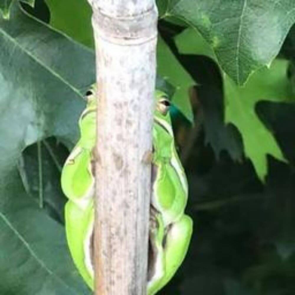 Texas Tree Farms | Buy Directly From Grower in Texas