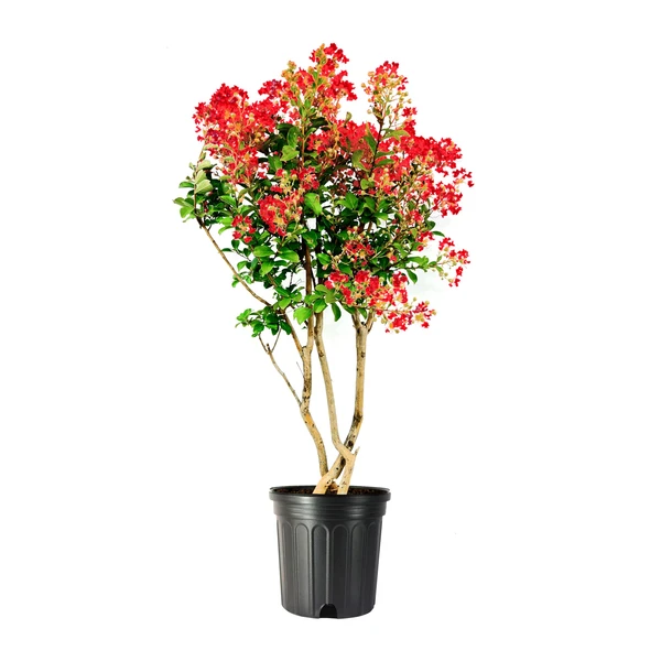 Crape Myrtle Red Rocket – Texas Tree Farms