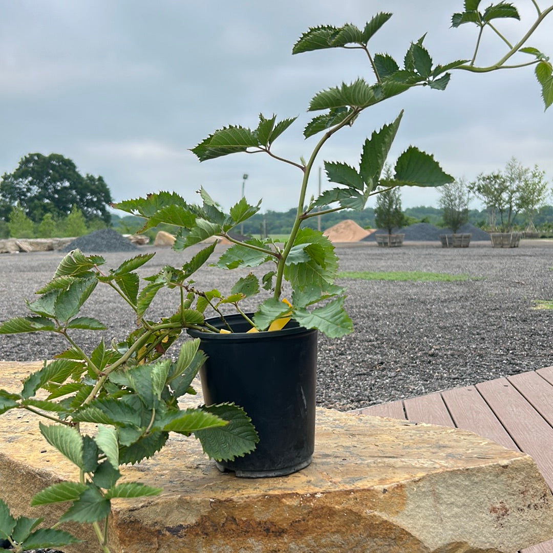 Blackberry Prime Ark Traveler Thornless – Texas Tree Farms