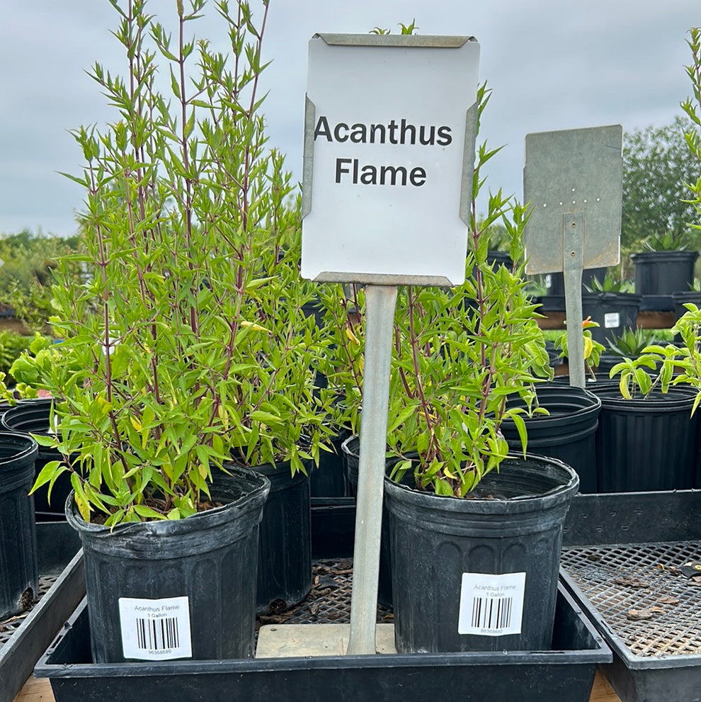 Acanthus Flame – Texas Tree Farms