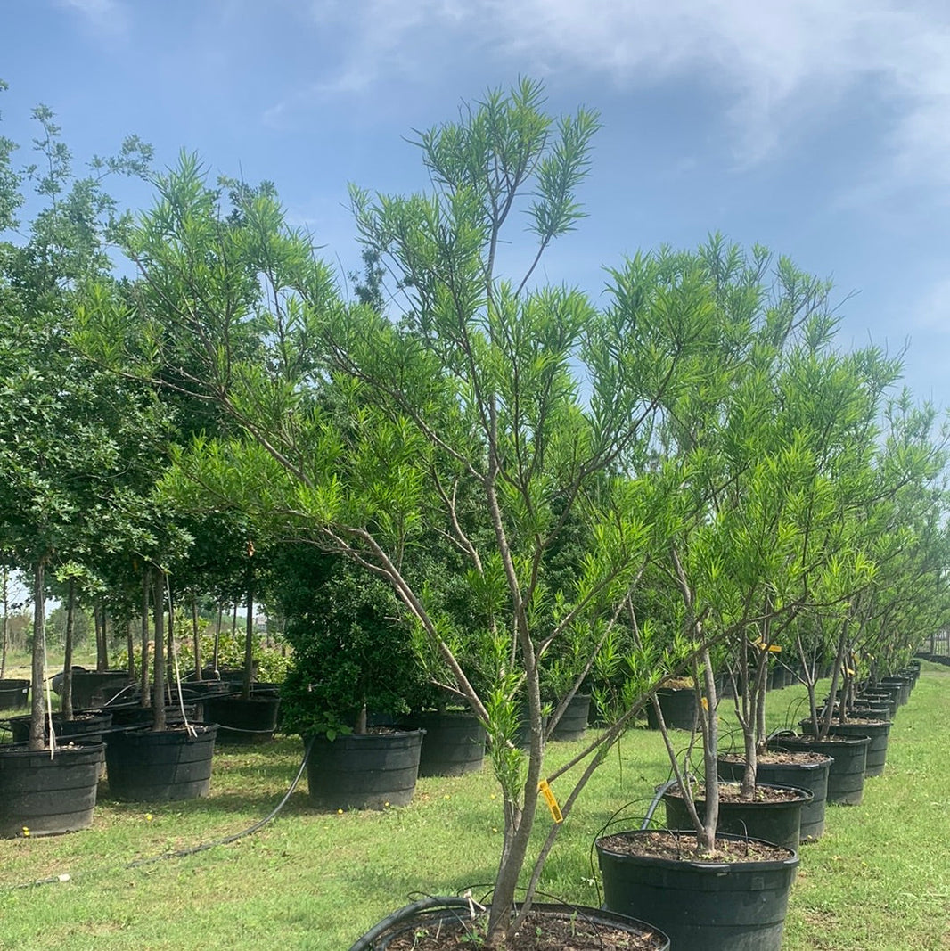 Trees For Sales | Texas Tree Farms