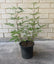 Vitex Trees For Sale | Texas Tree Farms