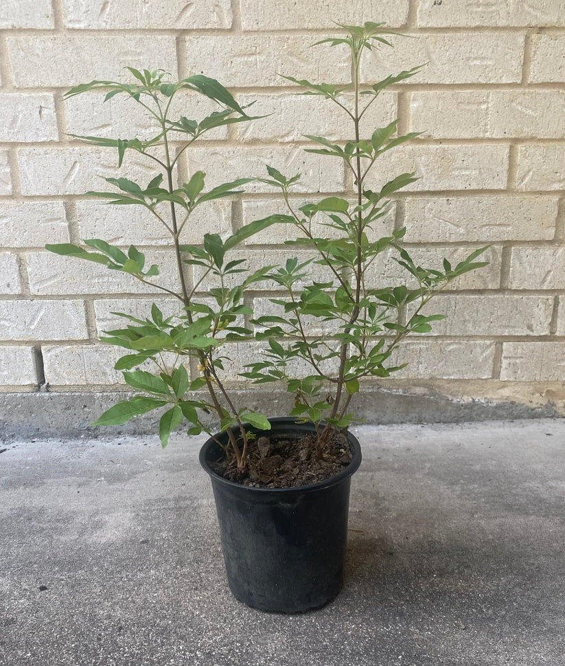 Vitex Trees For Sale | Texas Tree Farms