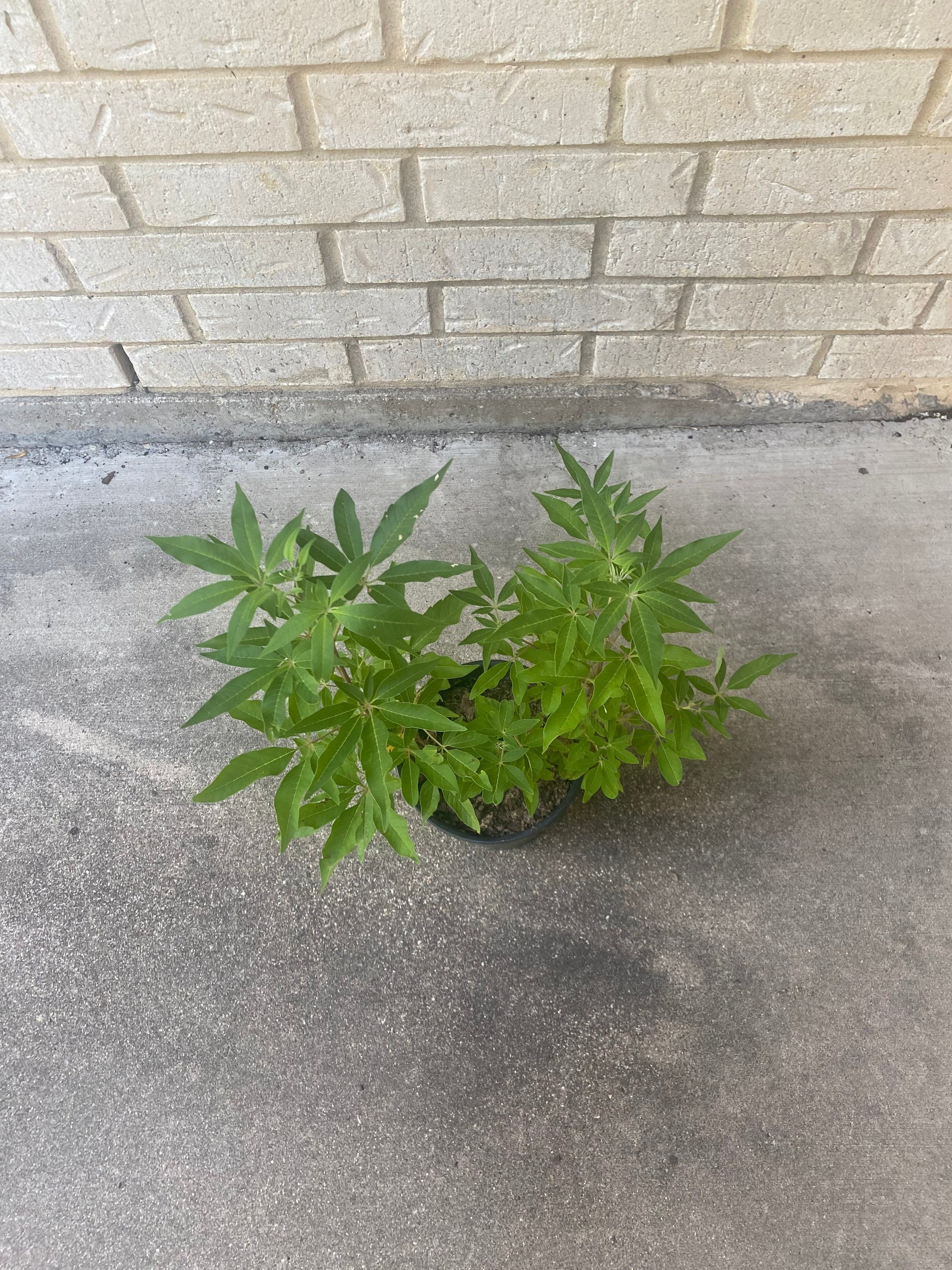 Vitex Trees For Sale | Texas Tree Farms