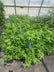 Vitex Trees For Sale | Texas Tree Farms
