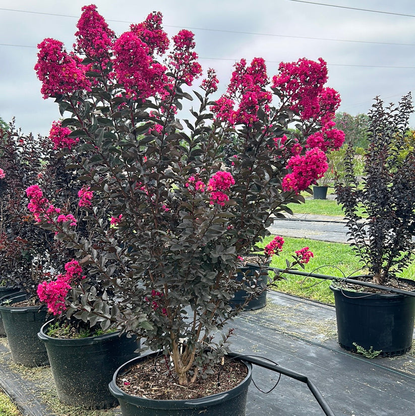 Crape Myrtle Black Diamond Mystic Magenta I Texas Tree Farms