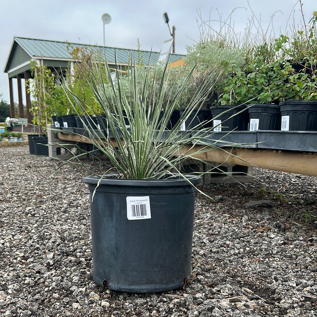 Yucca Thompson's – Texas Tree Farms