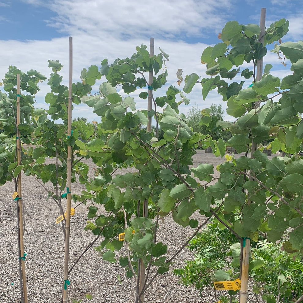 Redbud Mexican – Texas Tree Farms