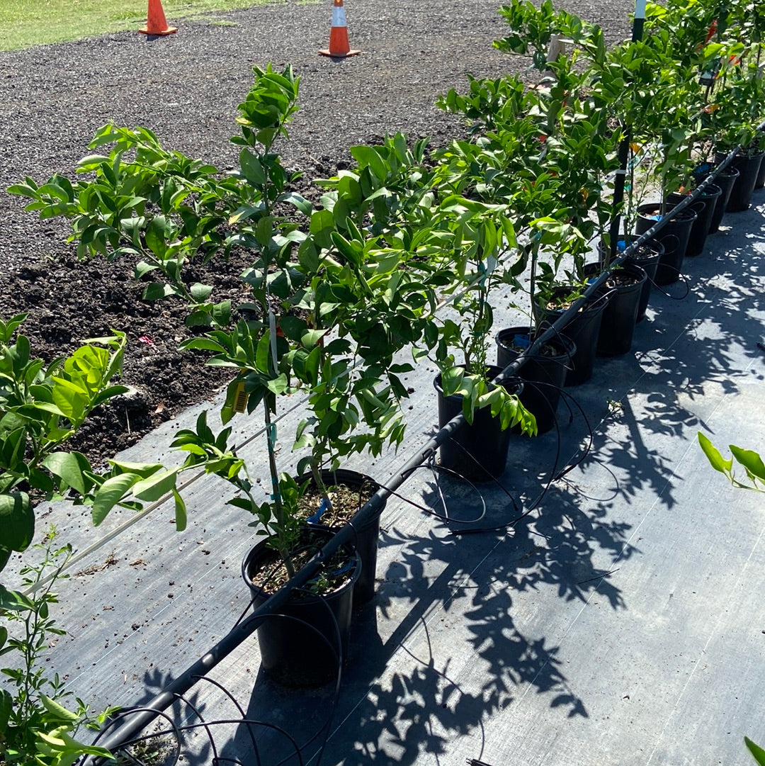 Lemon Meyer – Texas Tree Farms